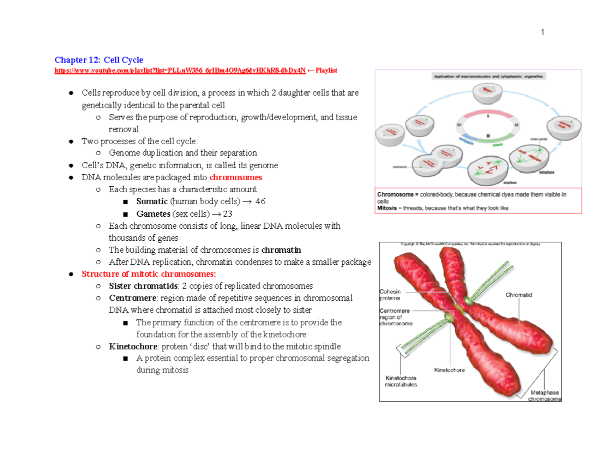 BIO-202 Exam 4 Study Guide - Chapter 12: Cell Cycle - Studocu