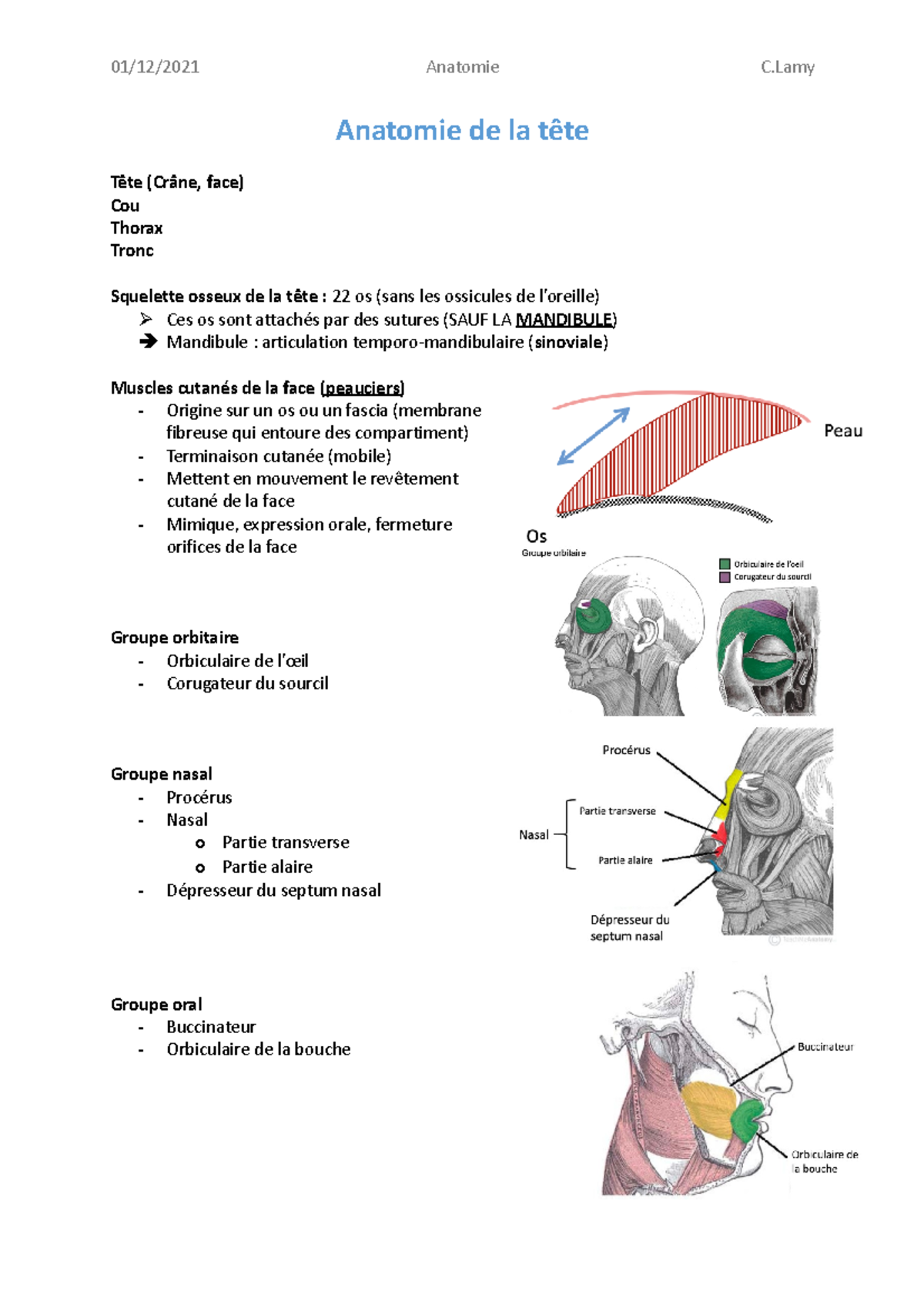 2-Anatomie de la tête - anatomie - Anatomie de la tête Tête (Crâne ...