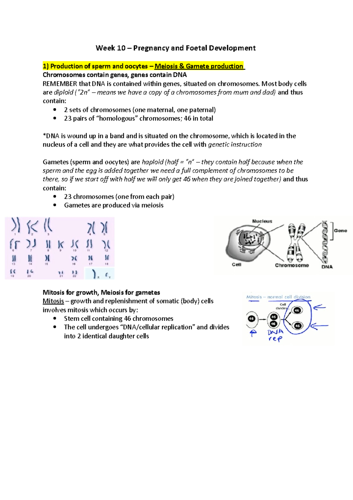 Week 10 – Pregnancy and Foetal Development - Week 10 – Pregnancy and ...