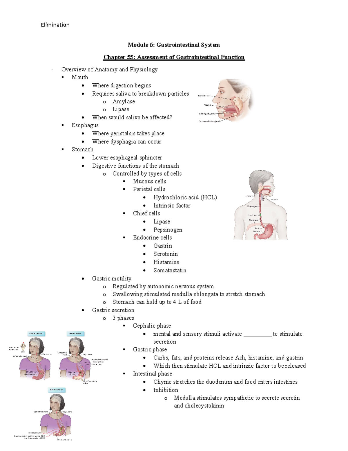 Module 6 Review Sheet - Module 6: Gastrointestinal System Chapter 55 ...