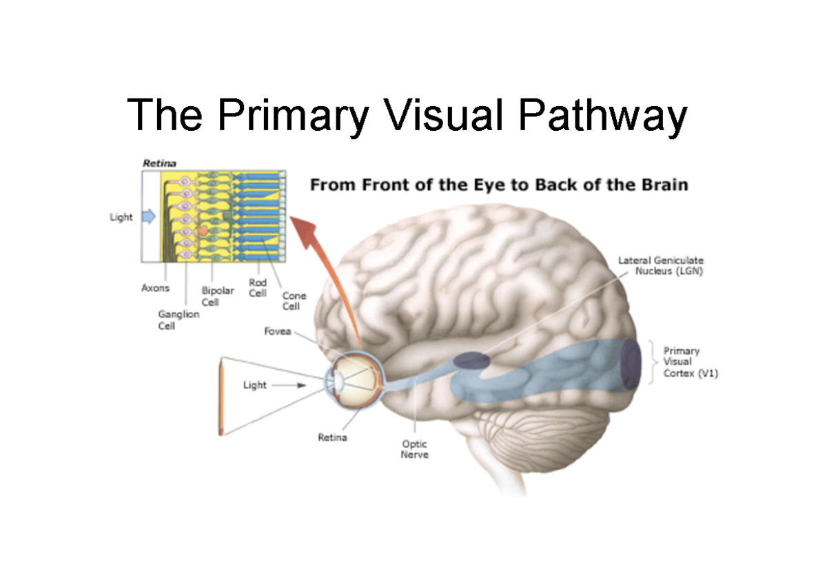 Ophthalmic Anatomy and Physiology- Visual Pathway Lecture Notes - The ...