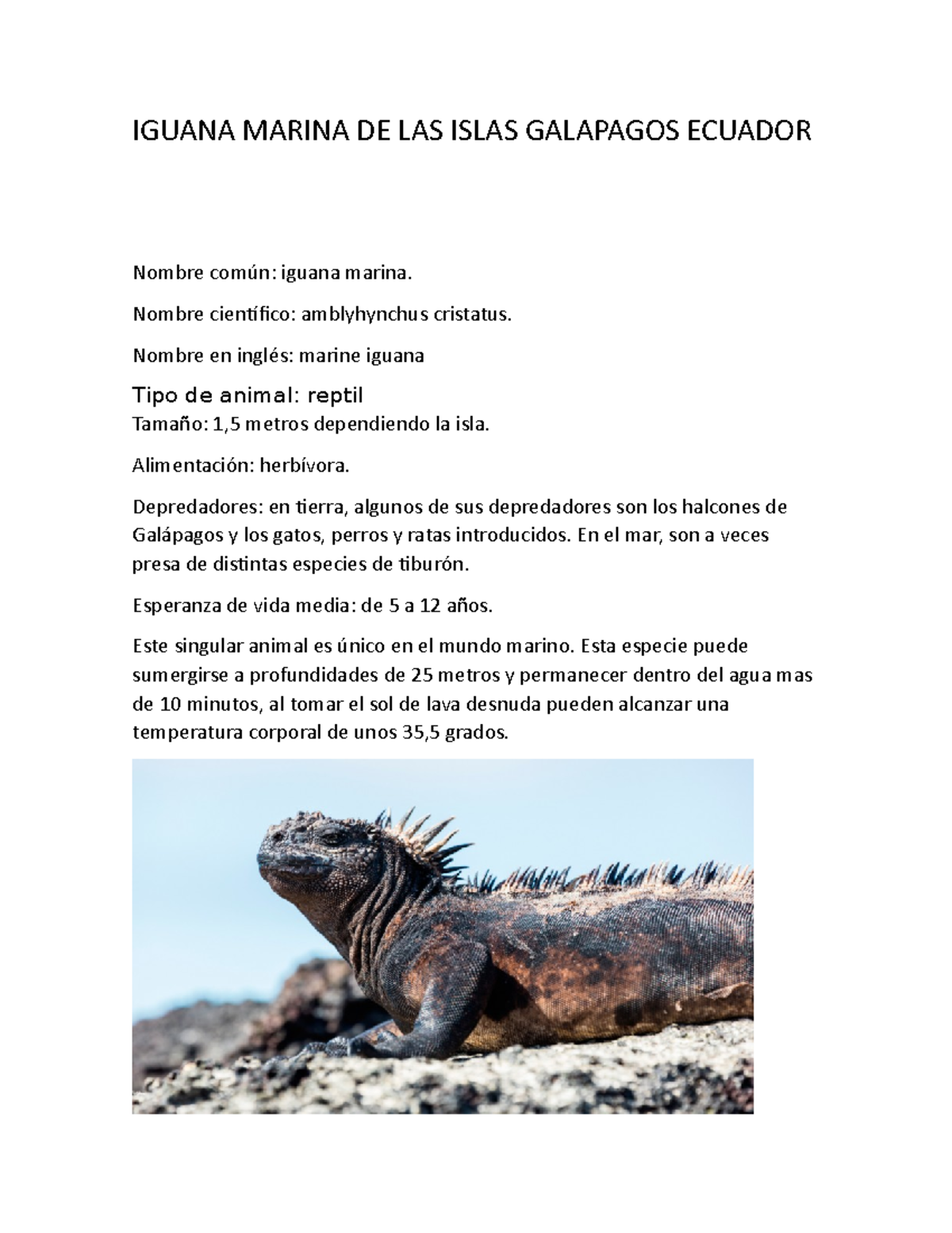 Iguana Marina DE LAS Islas Galapagos Ecuador - IGUANA MARINA DE LAS ...