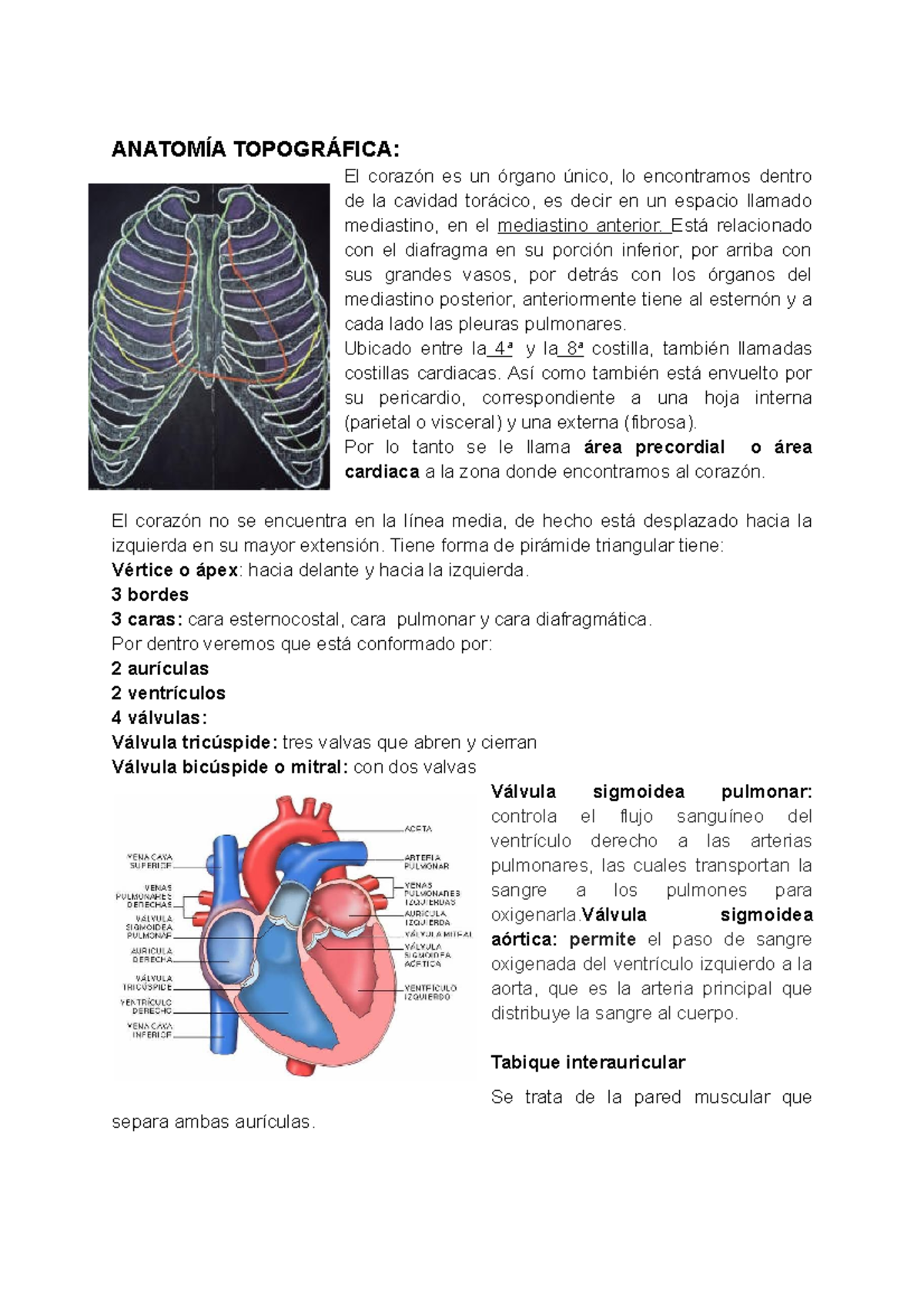 Cardio - Exploracion cardiaca - ANATOMÍA TOPOGRÁFICA: El corazón es un ...