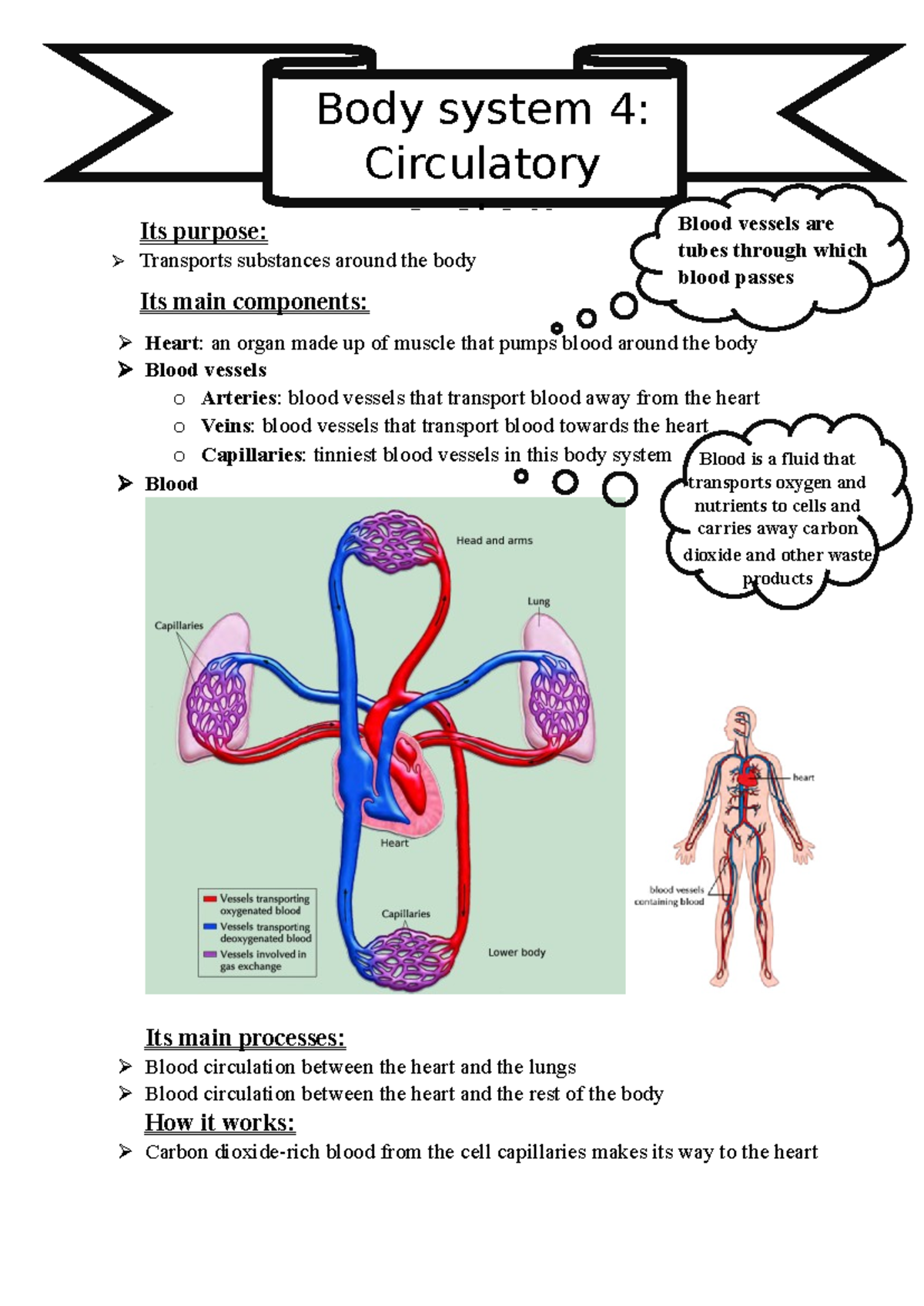 Grade 9 NS circulatory system notes - Its purpose: Transports ...