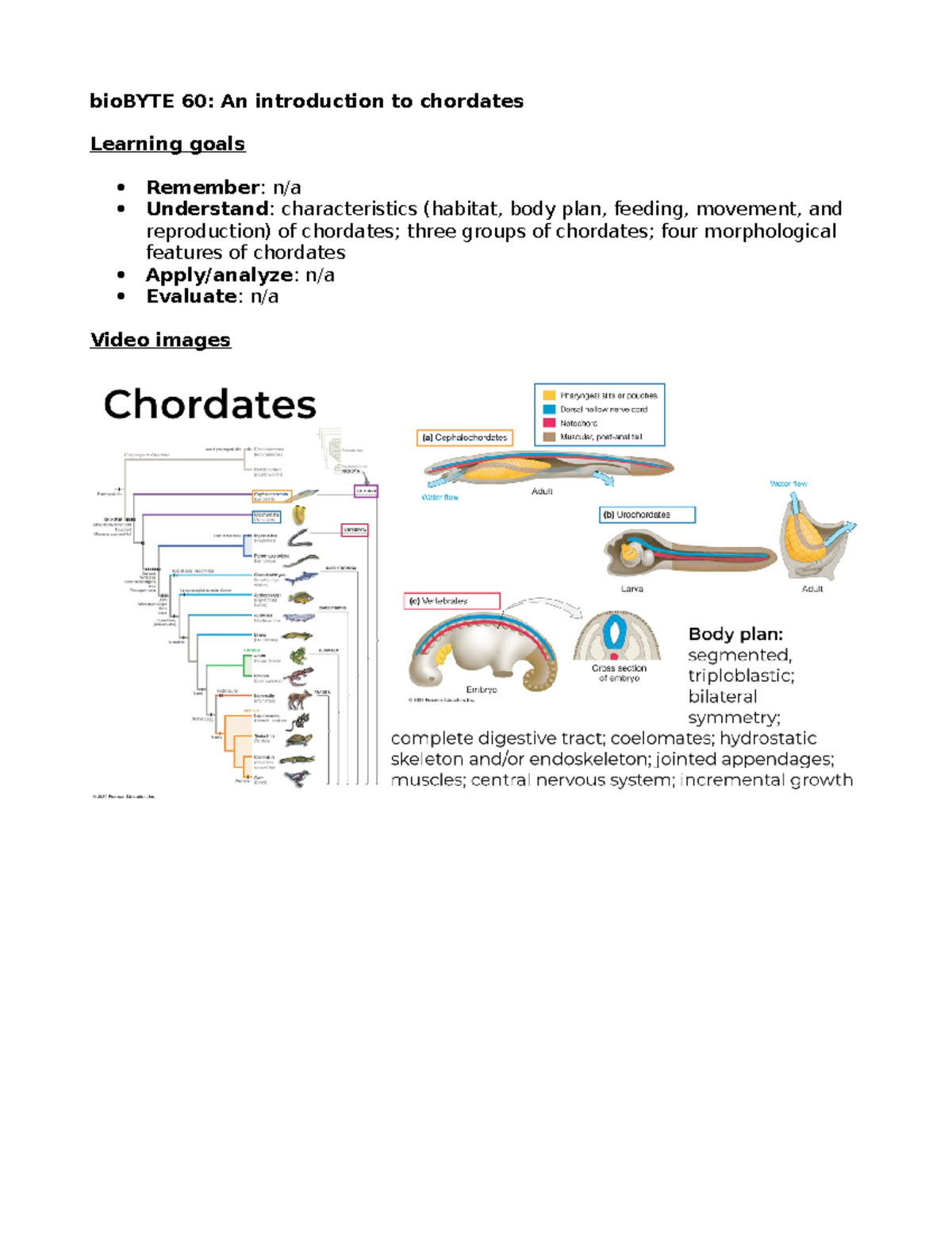 1802.Notes guide.bio BYTE 60 - bioBYTE 60: An introduction to chordates ...