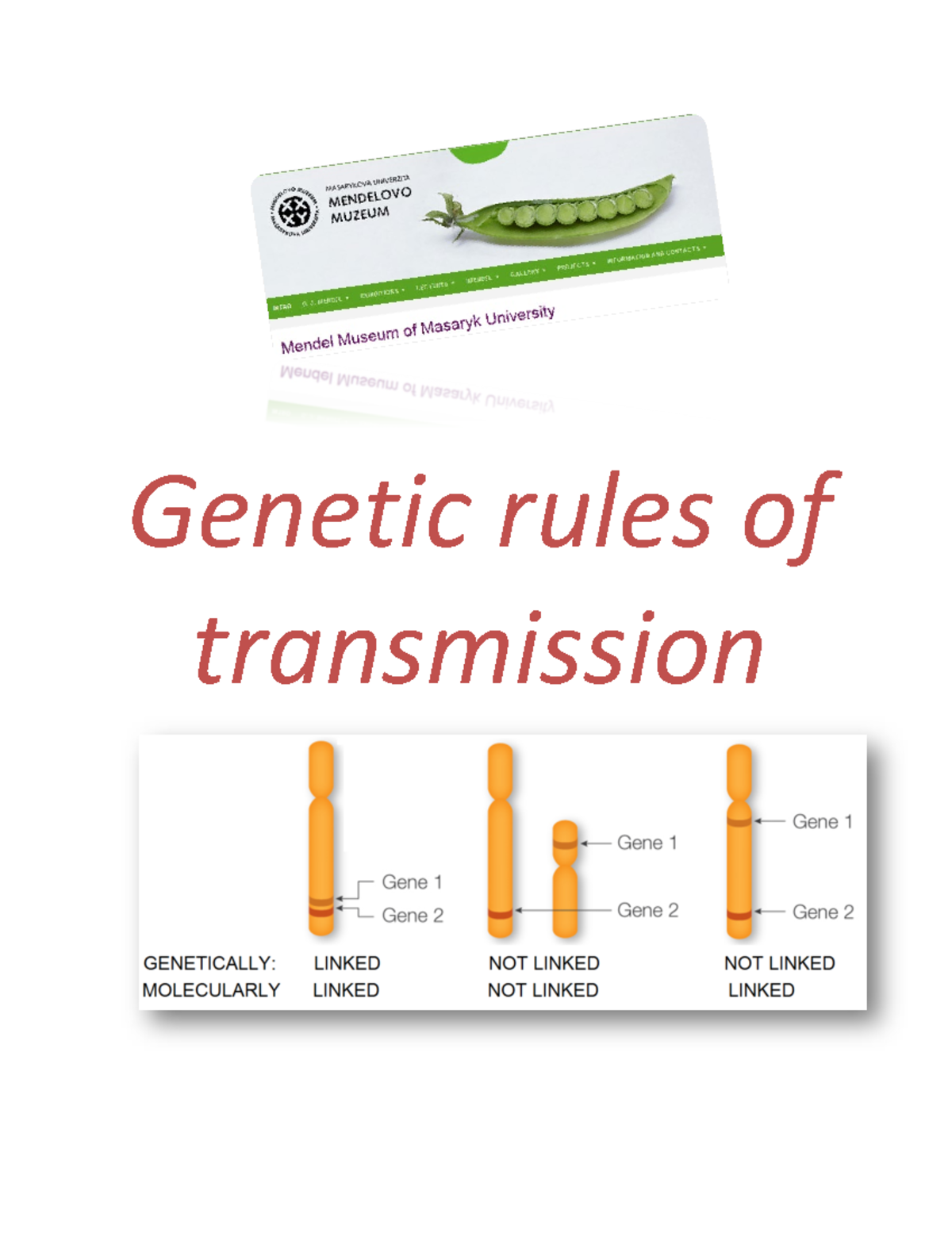 1-19 Mendel’s Laws - Professor Agnes Southgate - Genetic rules of ...