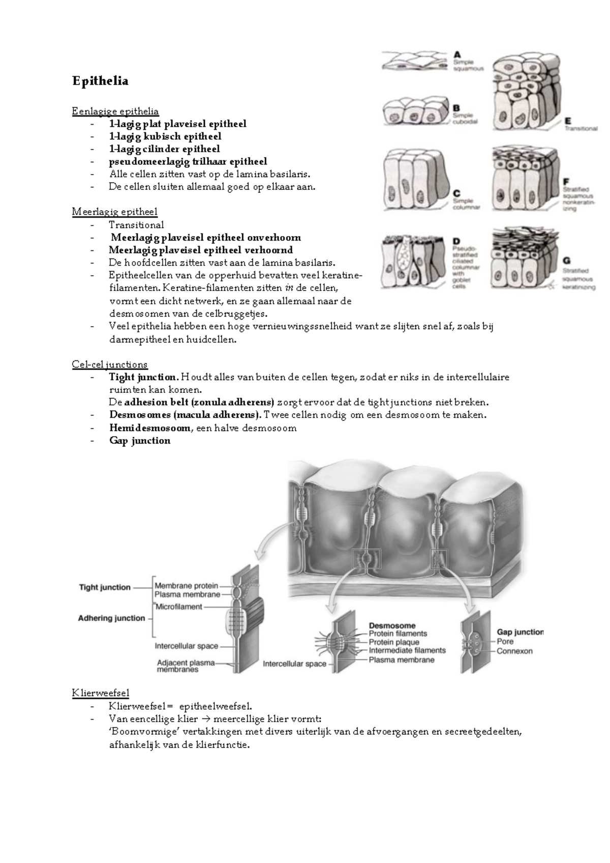 Samenvatting - compleet - Epithelia Eenlagige epithelia plat plaveisel ...
