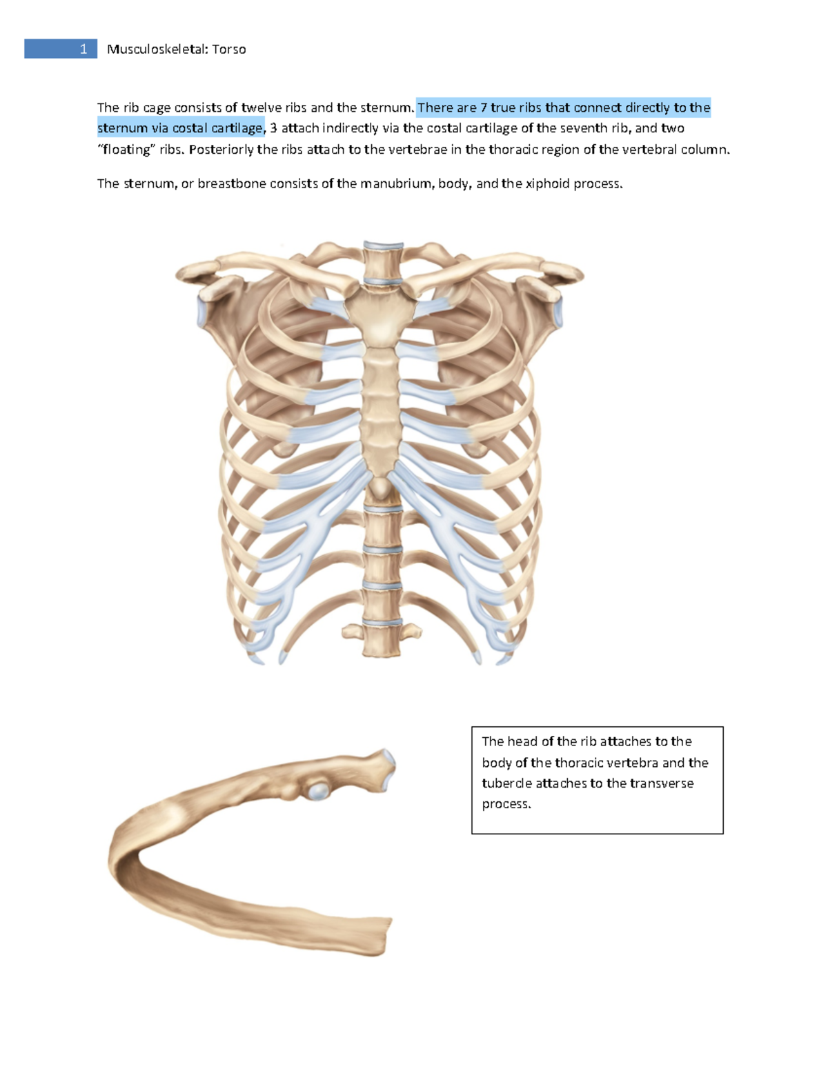 5. Musculoskeletal-torso- Handout - The rib cage consists of twelve ...