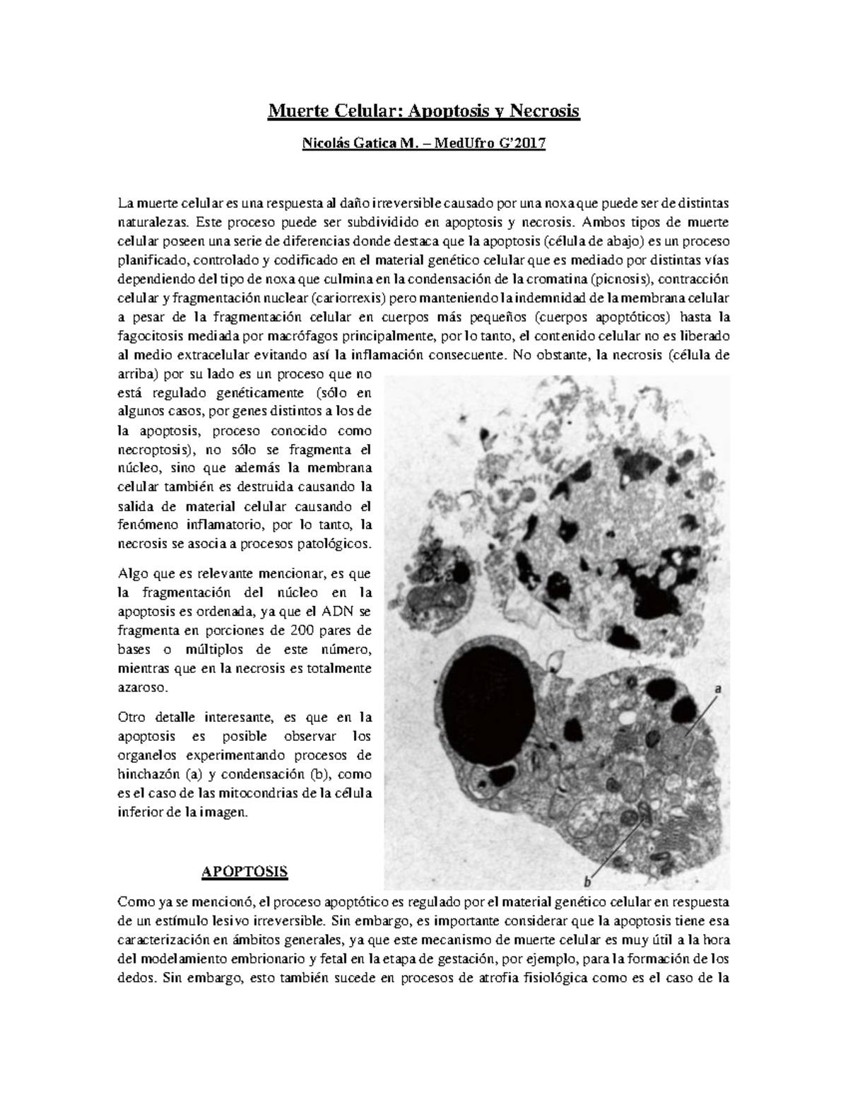 Muerte Celular Resumen - Muerte Celular: Apoptosis y Necrosis Nicolás ...