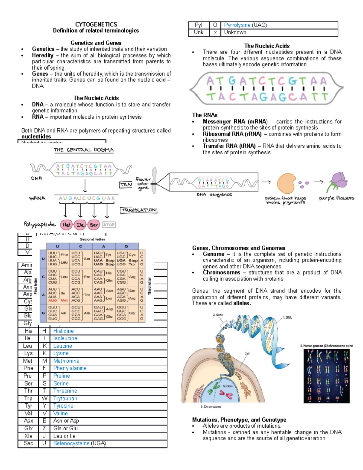 Cytogenetics - LECTURE NOTES - CYTOGENETICS Definition of related ...