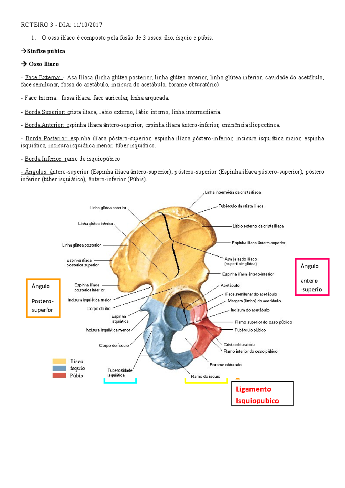 Morfo 3 - Resumo de Anatomia para estudo prévio - ROTEIRO 3 - DIA: 11 ...
