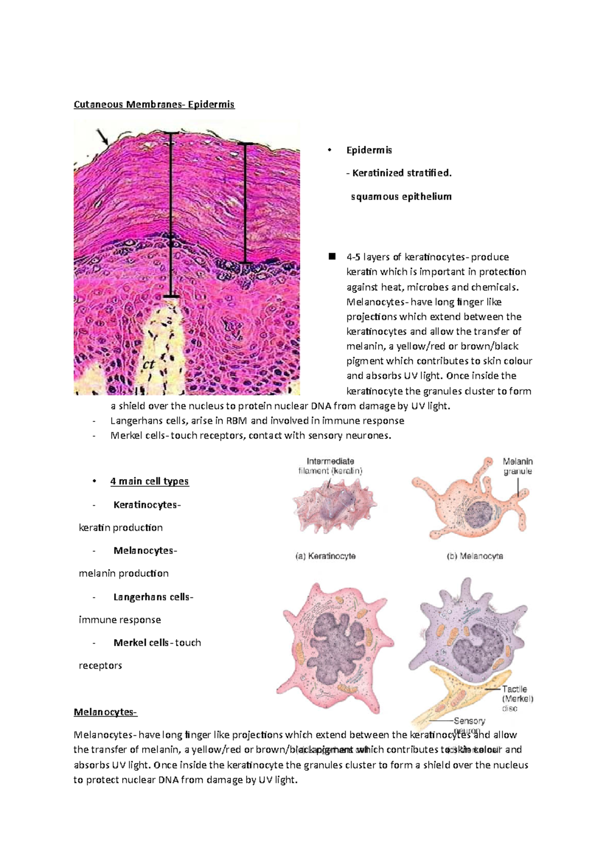 Bio Note 43 - Lecture notes 7-10 - Cutaneous Membranes- Epidermis ...