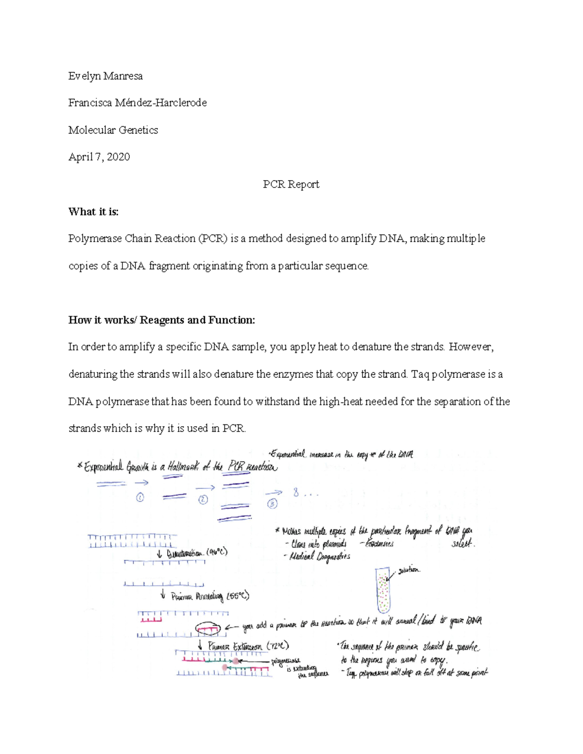 PCR Report - Evelyn Manresa Francisca Méndez-Harclerode Molecular ...