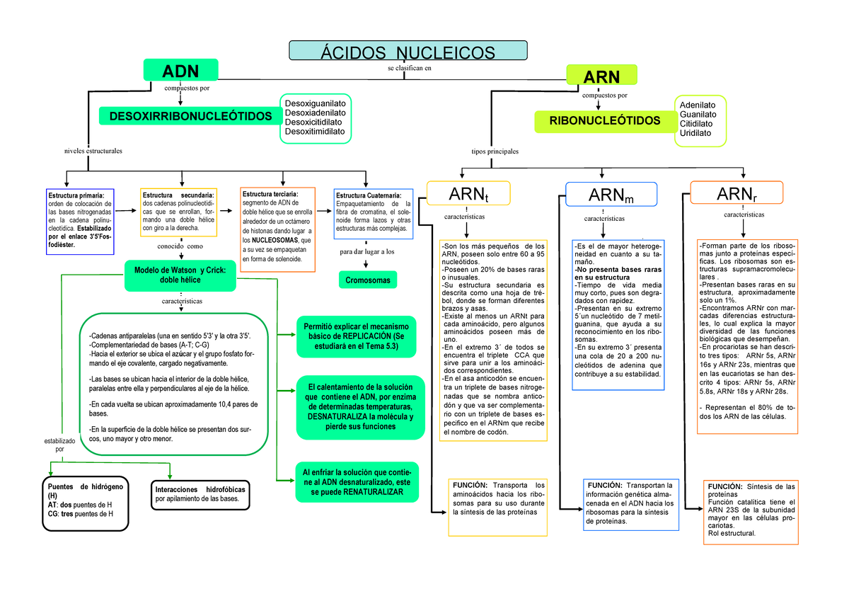 Mapa Mental Cidos Nucleicos