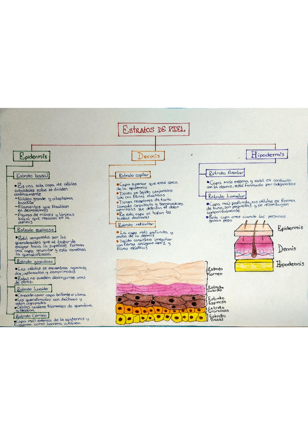 Esquema Estratos DE PIEL - Histología - Studocu