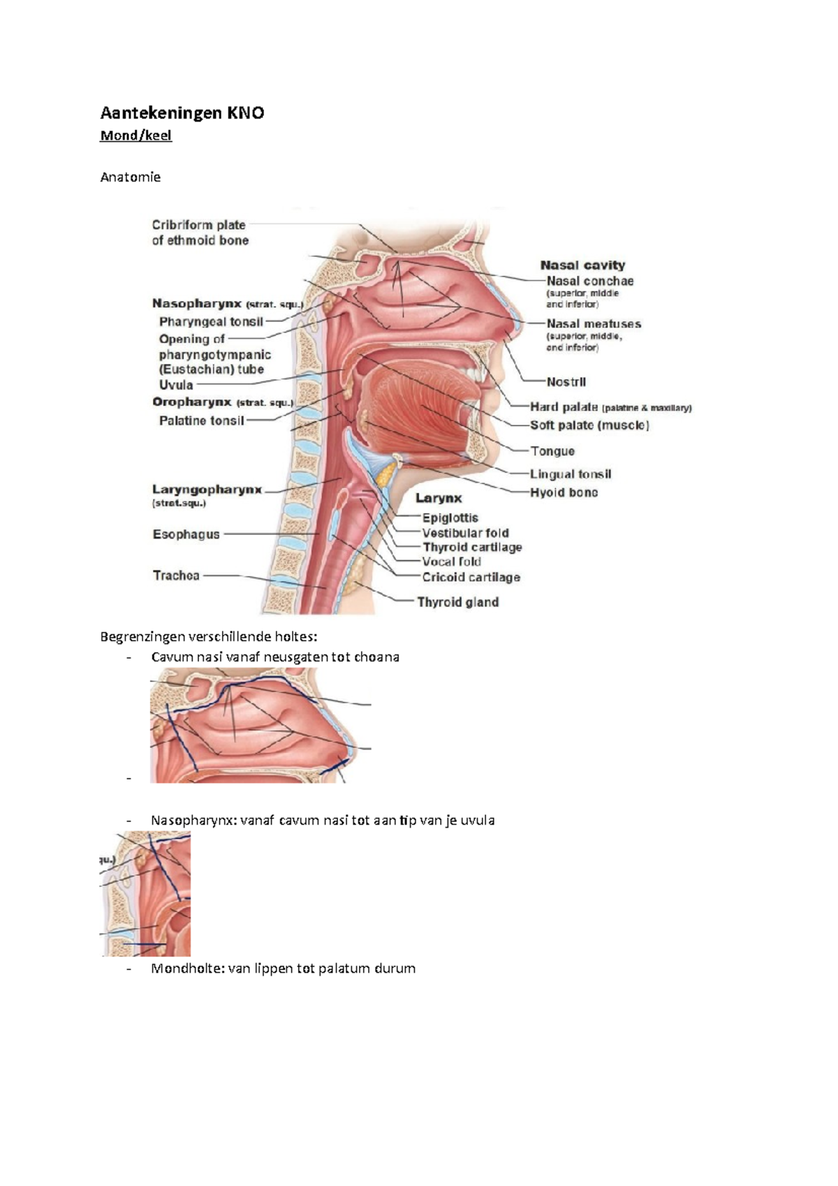 KNO aantekeningen overzicht - Aantekeningen KNO Mond/keel Anatomie ...