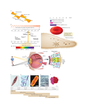Simple Staining - Lab report - Simple Staining Written by: Kathleen ...