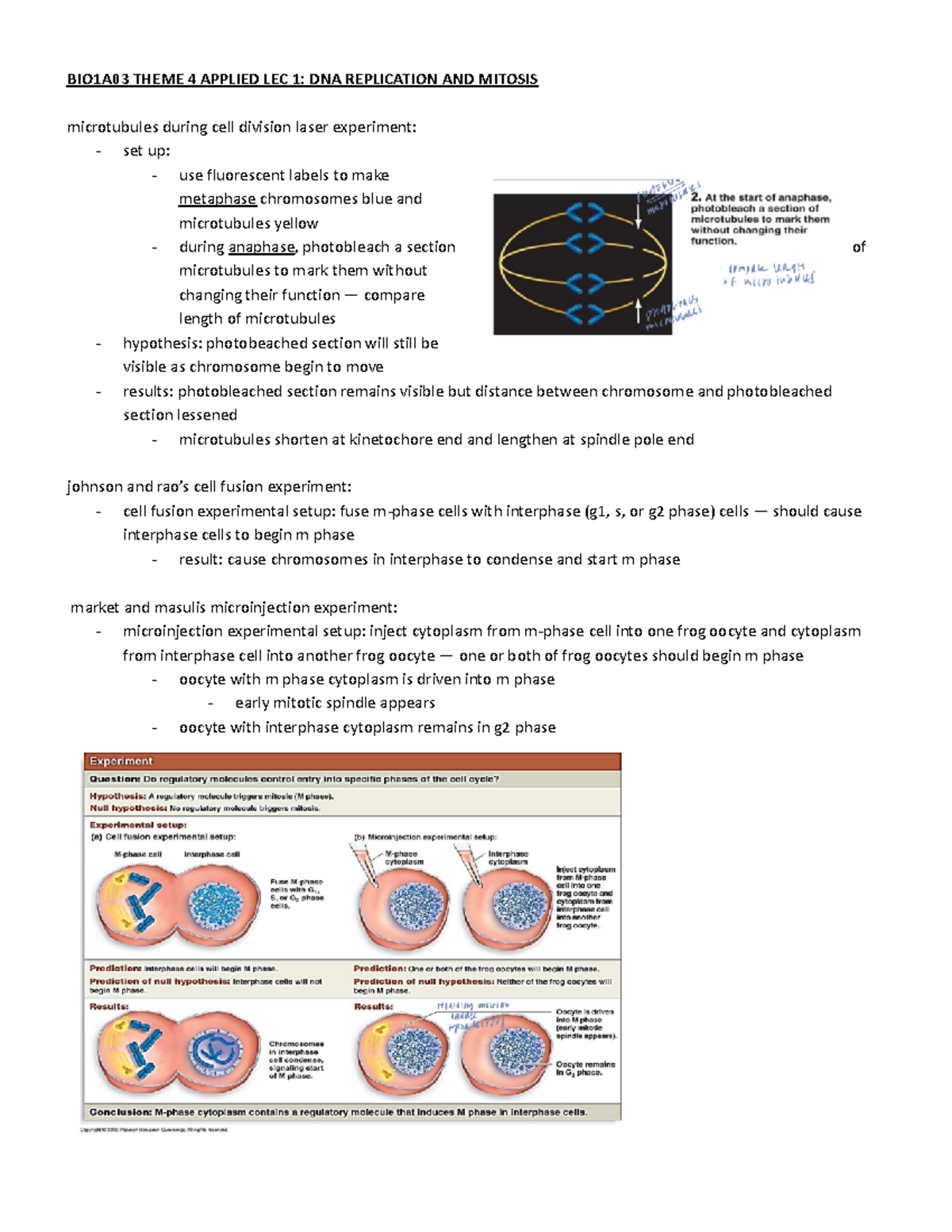 BIO Applied LEC 7 - bio - BIO1A03 THEME 4 APPLIED LEC 1: DNA REPLICATION AND MITOSIS ...