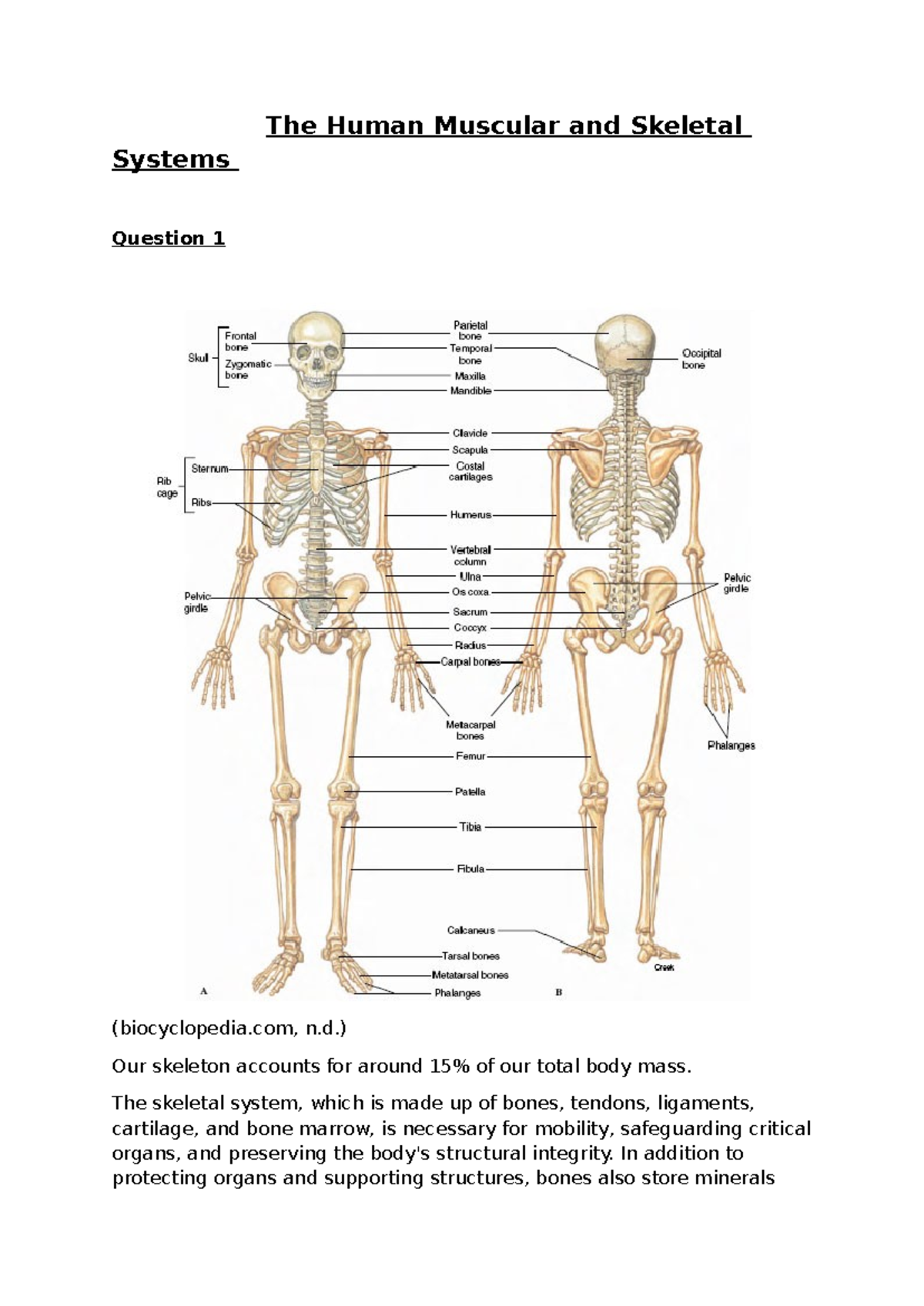 The Human Muscular and Skeletal Systems - The Human Muscular and ...