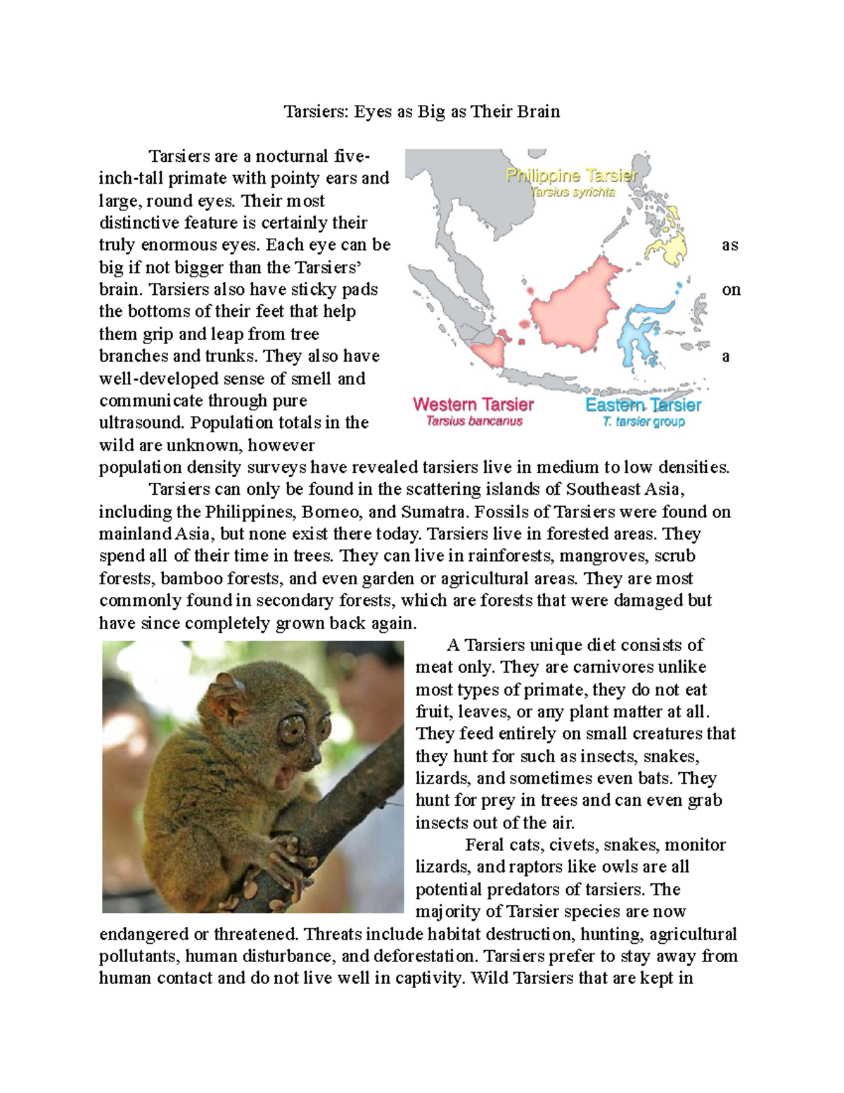 Anthropolgy Assignment - Tarsiers - Tarsiers: Eyes as Big as Their ...