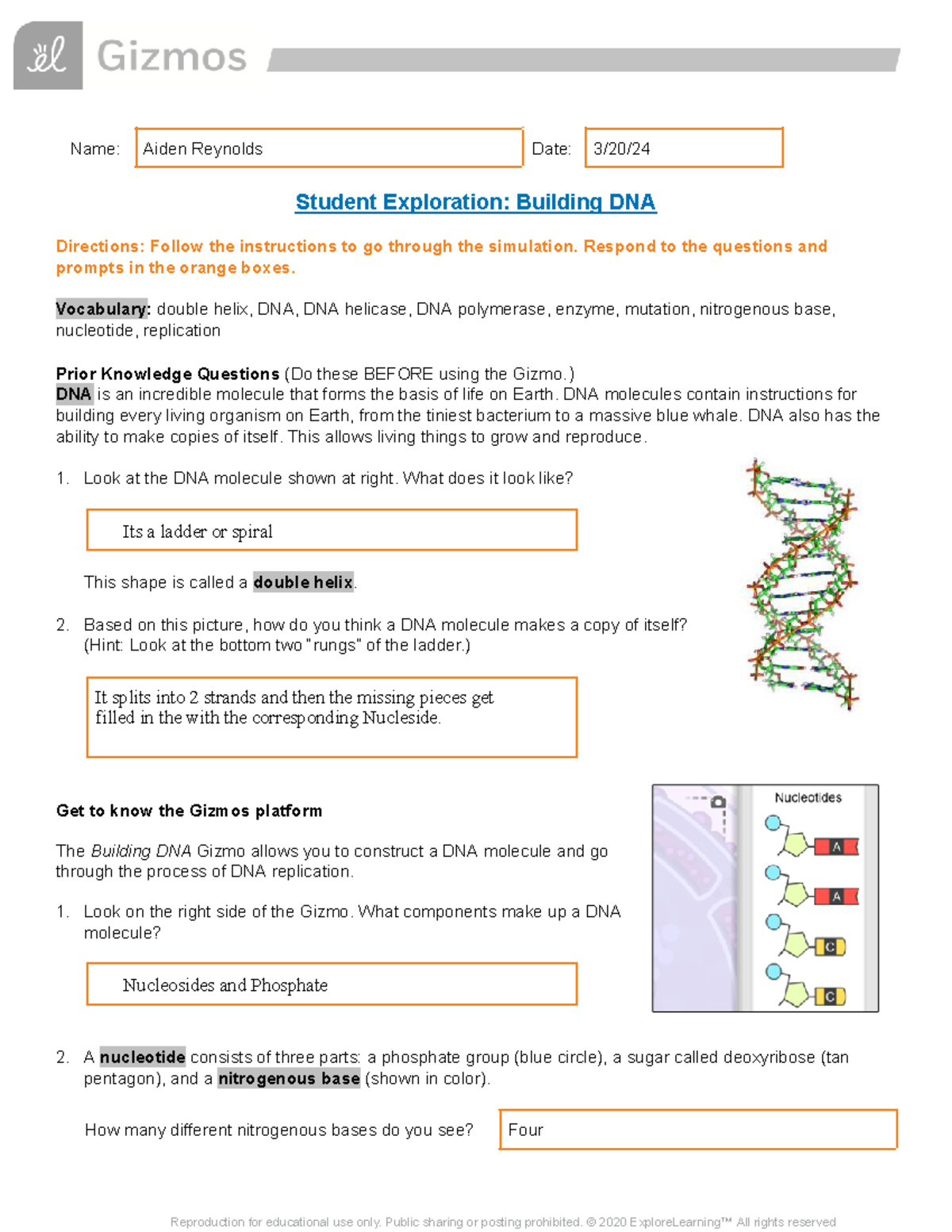 Copy of Biology Building Dnase - Name: Aiden Reynolds Date: 3/20 ...