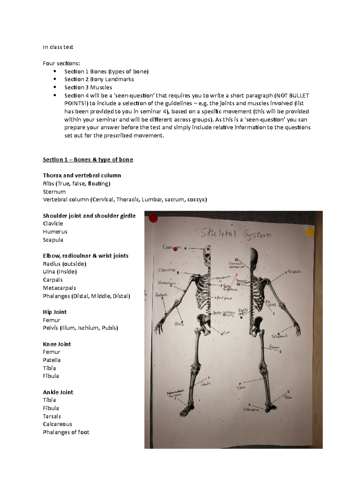 Bones, Muscles and landmarks - In class test Four sections: Section 1 ...