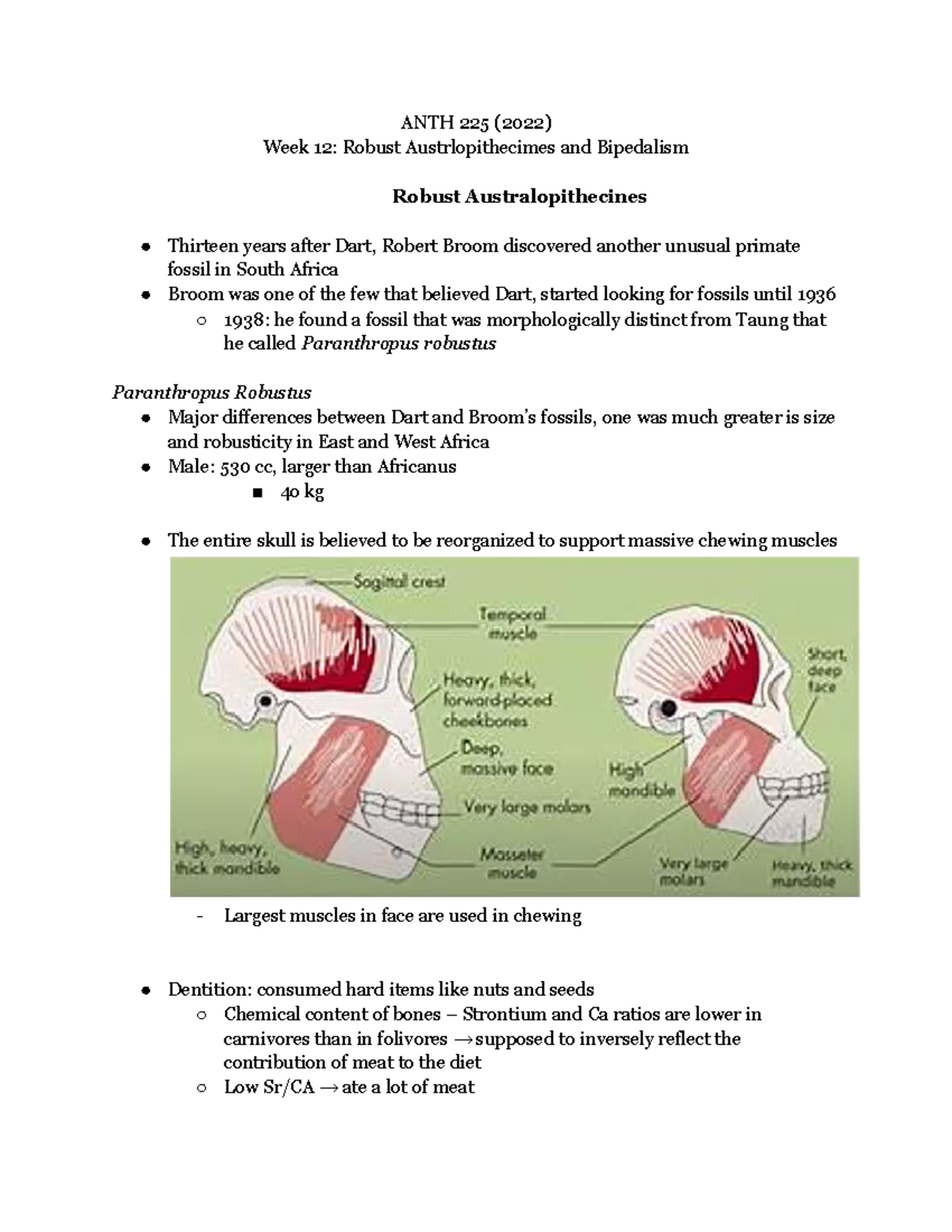 Week 12 Robust Australopithecines and Bipedalism - ANTH 225 (2022) Week ...
