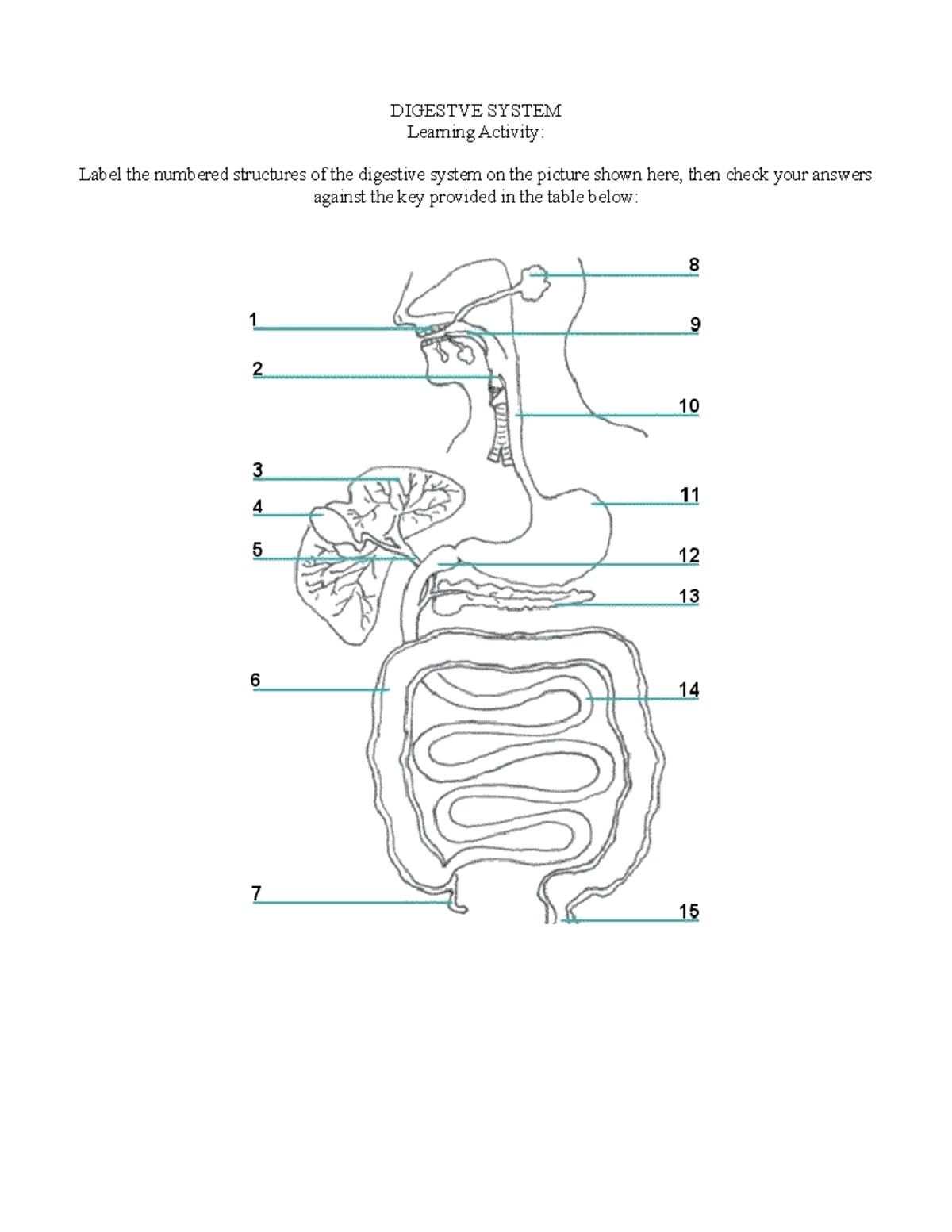 Digestive System Learning Activity - DIGESTVE SYSTEM Learning Activity ...