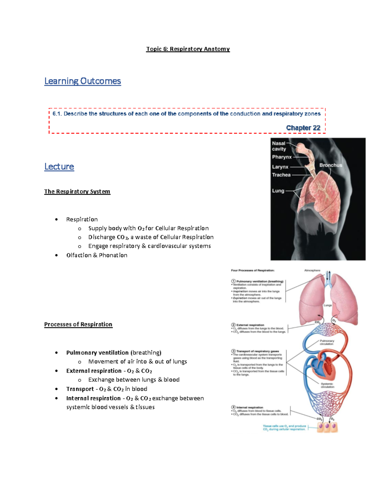 Topic 6a Respiratory Anatomy - Lecture notes 6a - Topic 6: Respiratory ...
