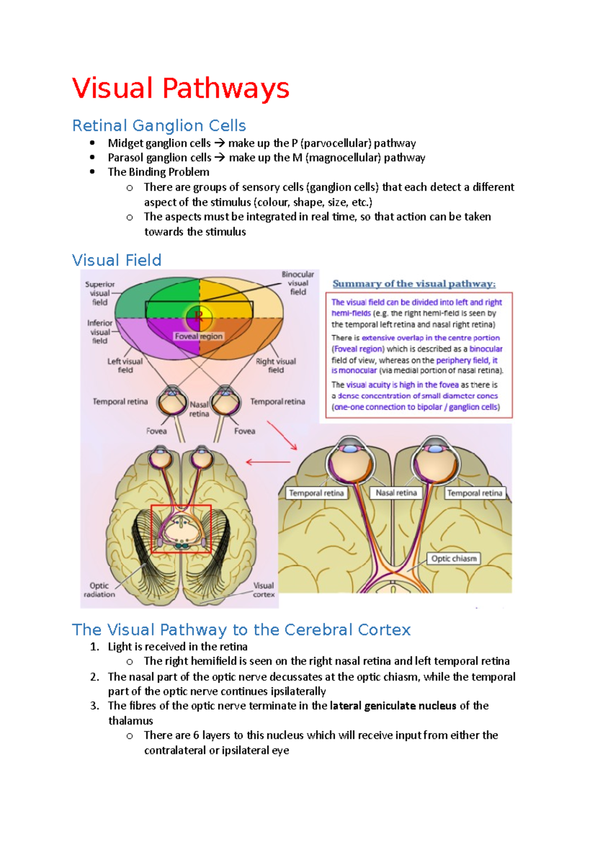 Visual Pathways - Visual Pathways Retinal Ganglion Cells Midget ...