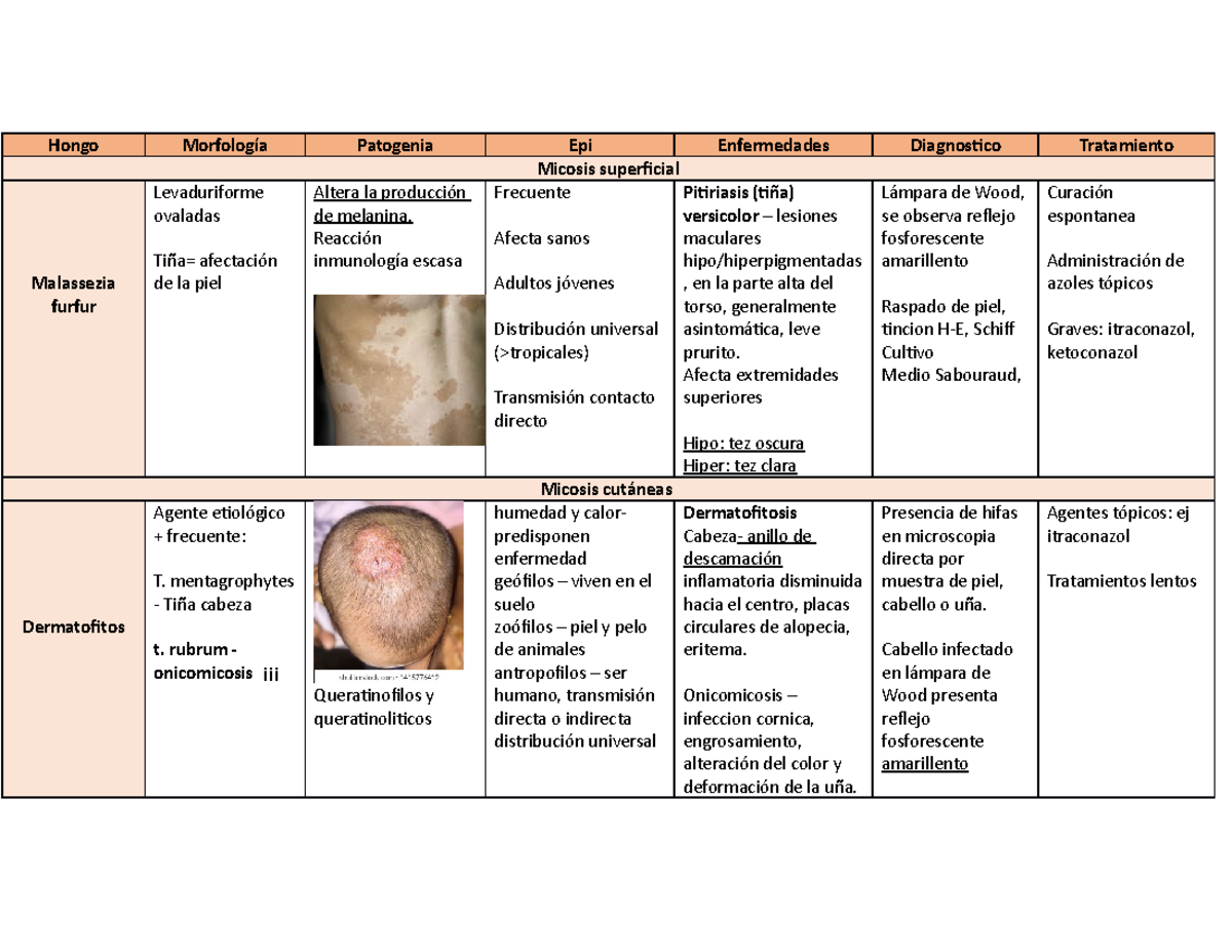 Tabla de repaso hongos y parasitos 2 - Hongo Morfología Patogenia Epi ...