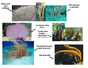 MBE Lab 2 Fish Morphology - ABSTRACT: Morphological Adaptations of the ...