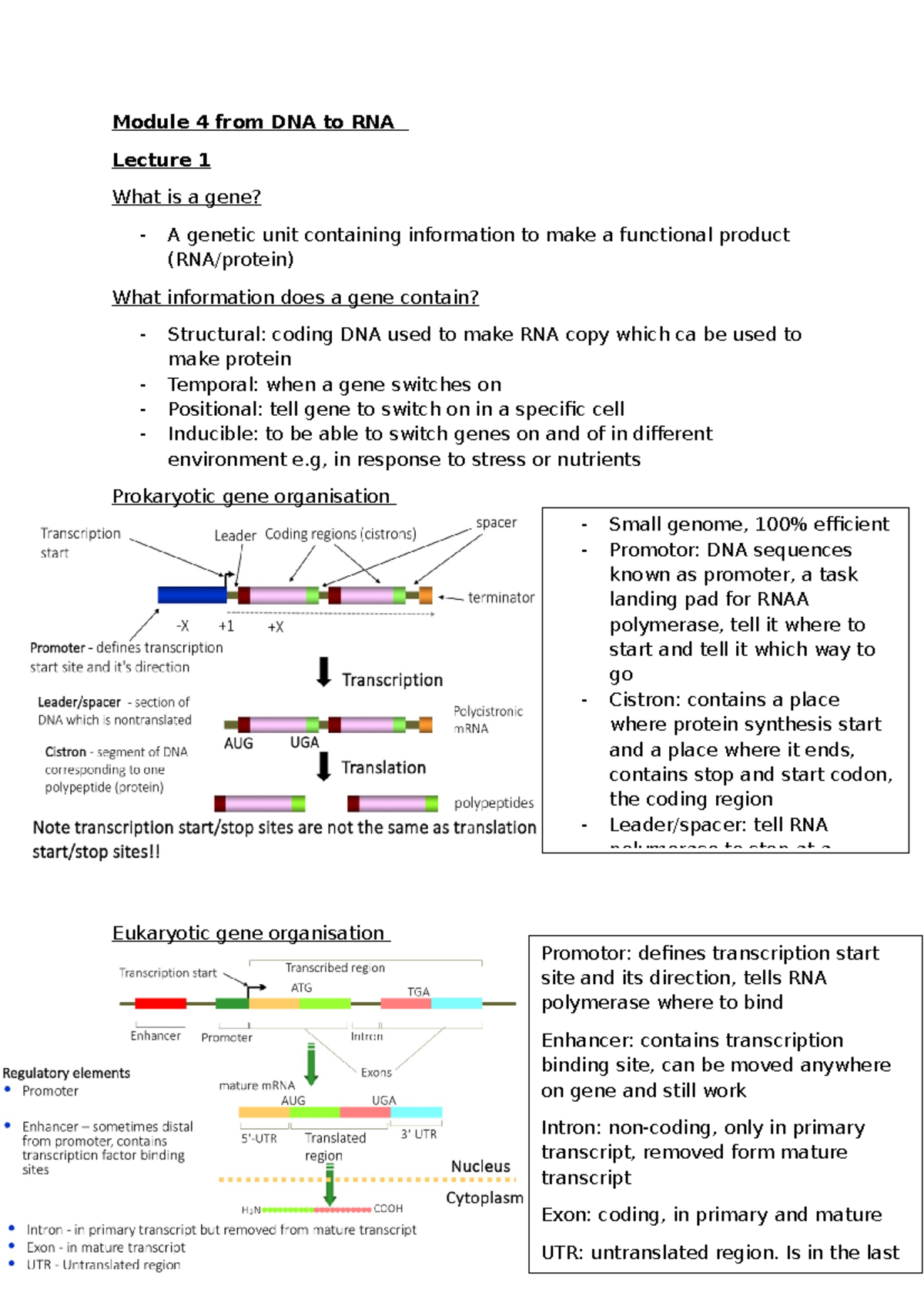 Biol10221 module 4 notes - Module 4 from DNA to RNA Lecture 1 What is a ...