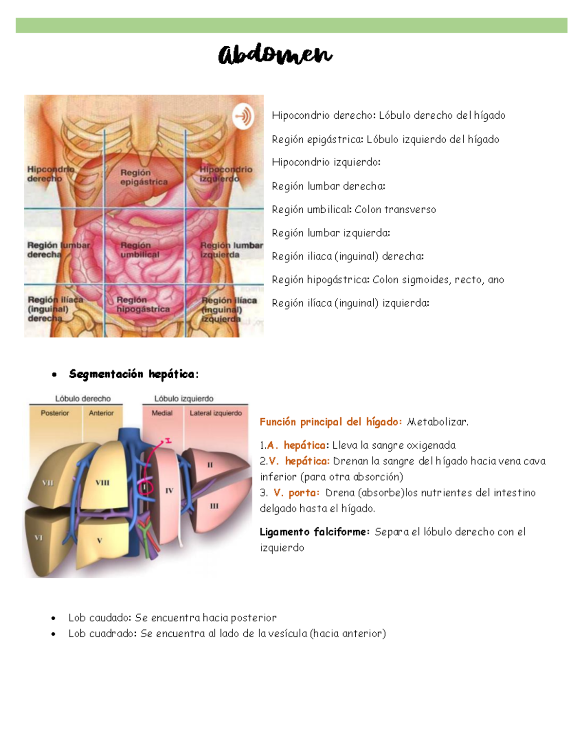 Abdomen patologias - Abdomen Hipocondrio derecho: Lóbulo derecho del ...