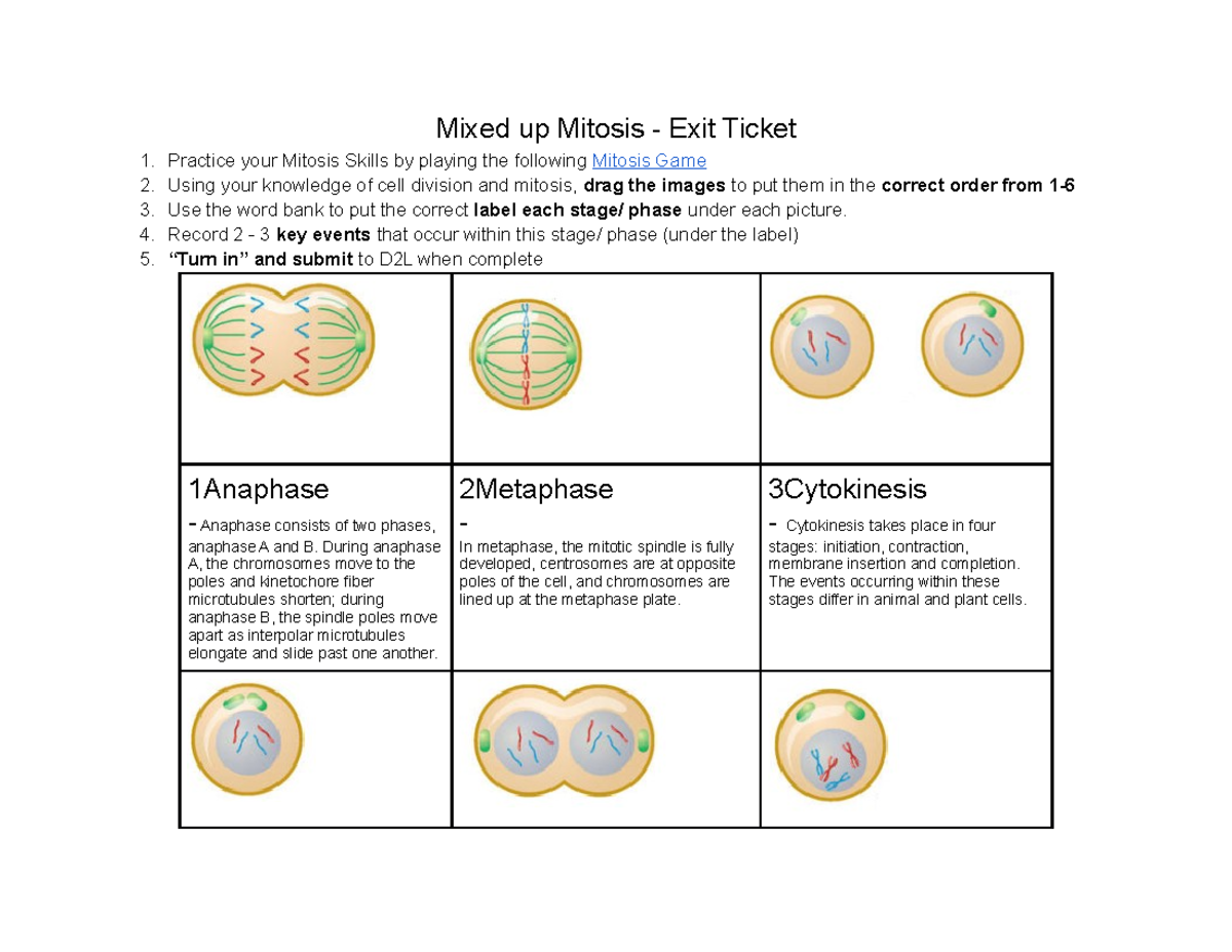 Lesson+2+-+The+Cell+Cycle+Exit+Ticket+ - Mixed up Mitosis - Exit Ticket ...