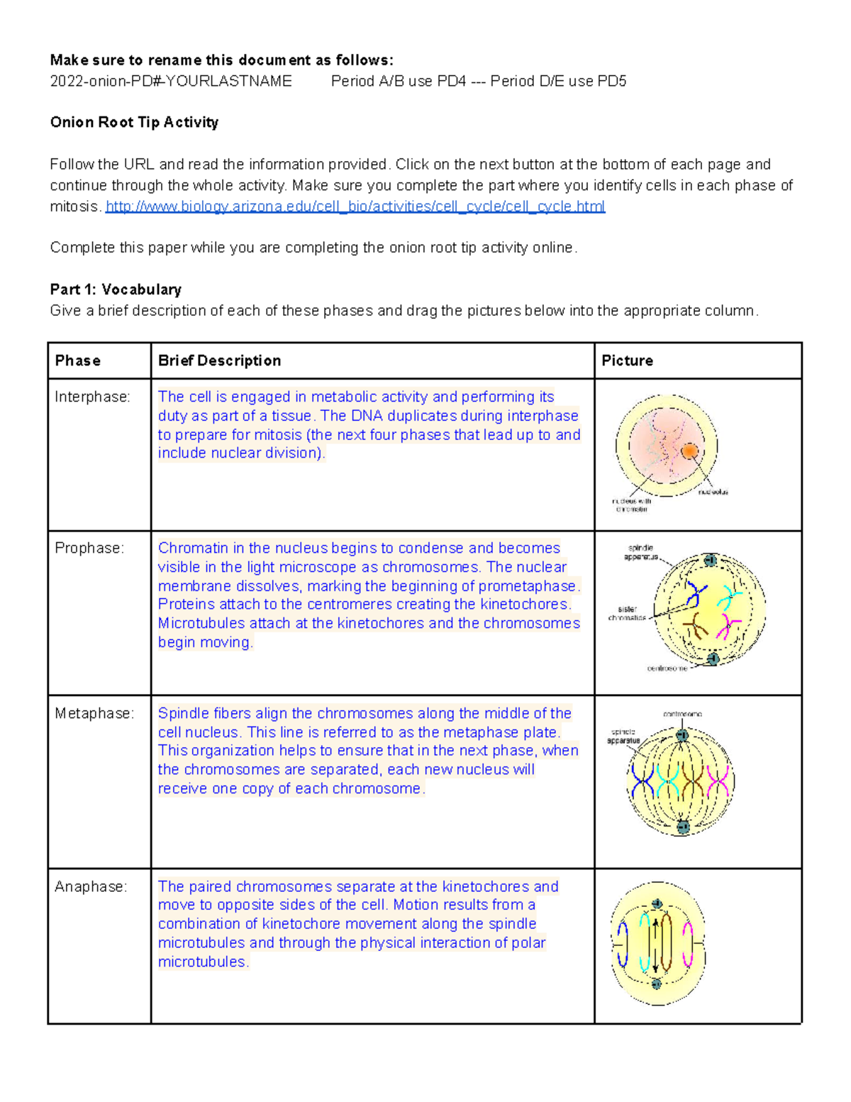 Copy Of Online Onion Root Tip Activity Make Sure To Rename This