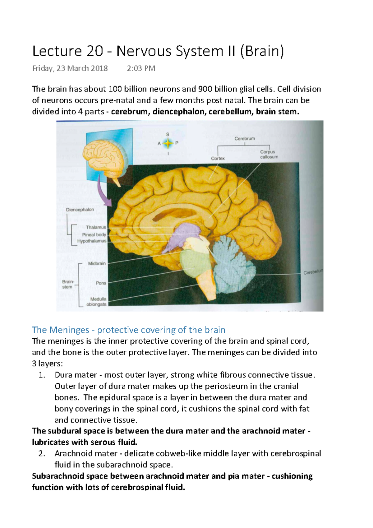 Lecture 20 - Nervous System II (Brain) - Warning: TT: undefined function: 32 The brain has about ...