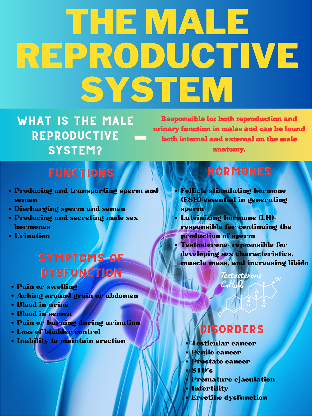 Male Reproductive System - THE MALE REPRODUCTIVE SYSTEM WHATWHATWHAT ...