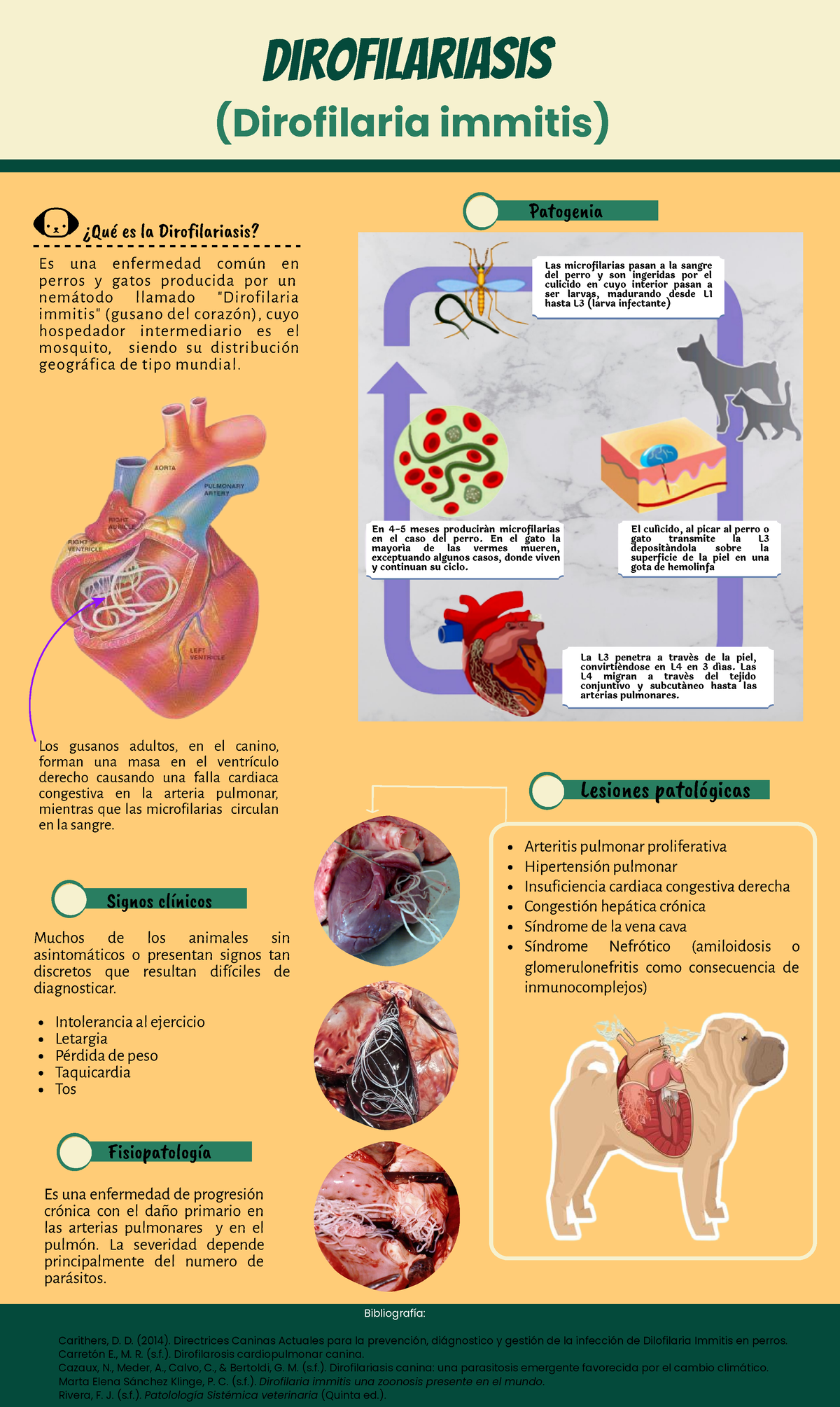 Infografia dirofilariasis - (Dirofilaria immitis) Bibliografía ...