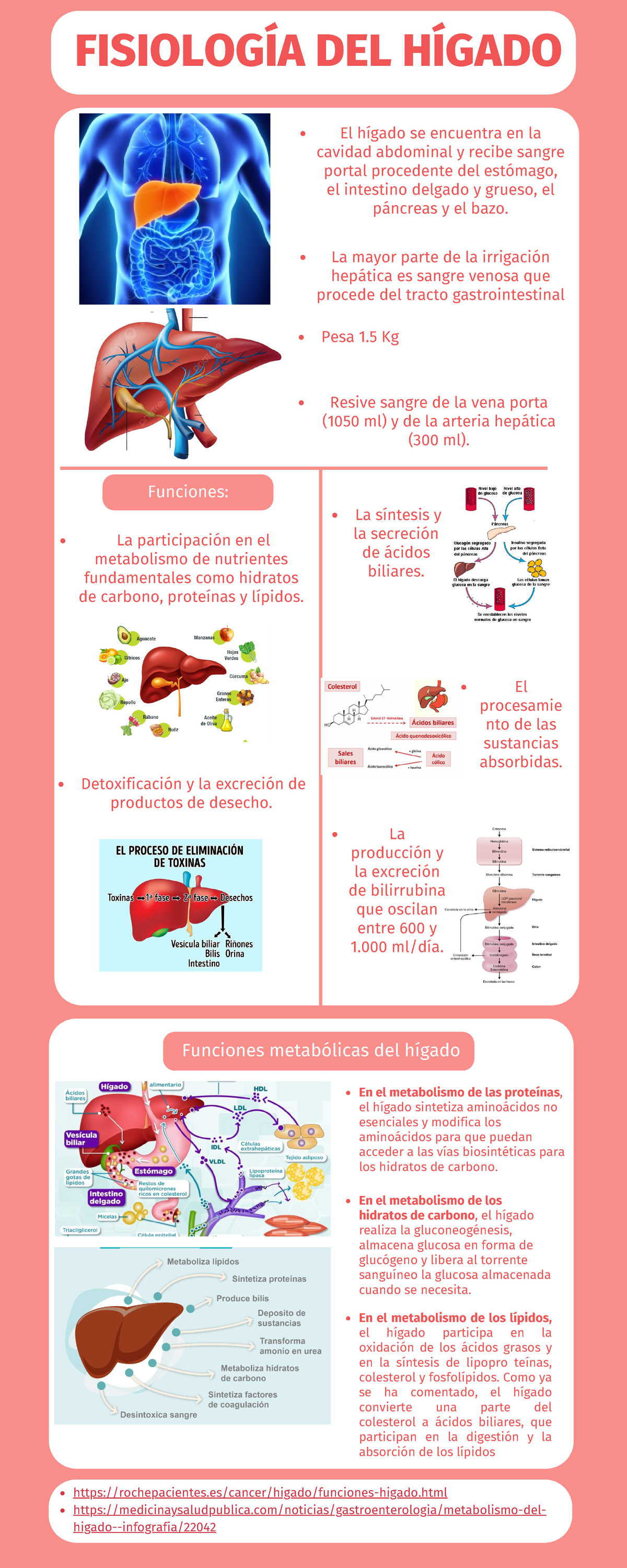 Infografia Fisiología del Hígado - Funciones: rochepacientes/cancer ...