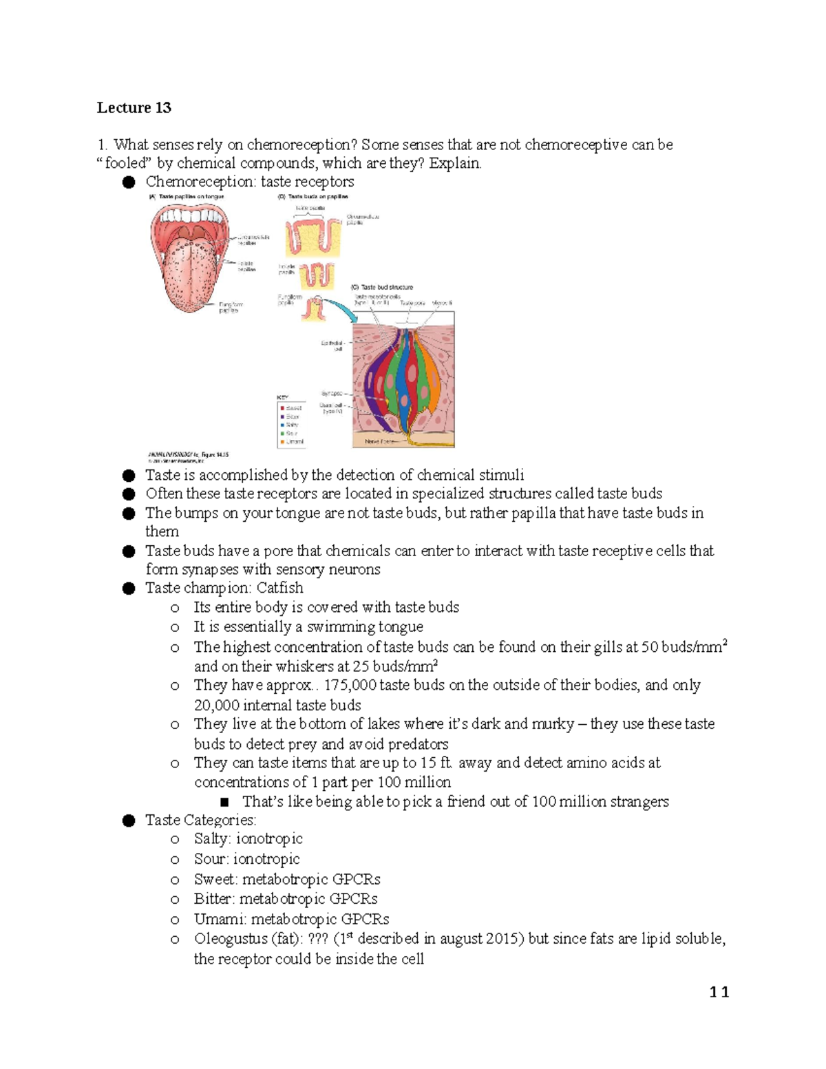 Exam 3 Lecture 13 - Lecture 13 What senses rely on chemoreception? Some ...