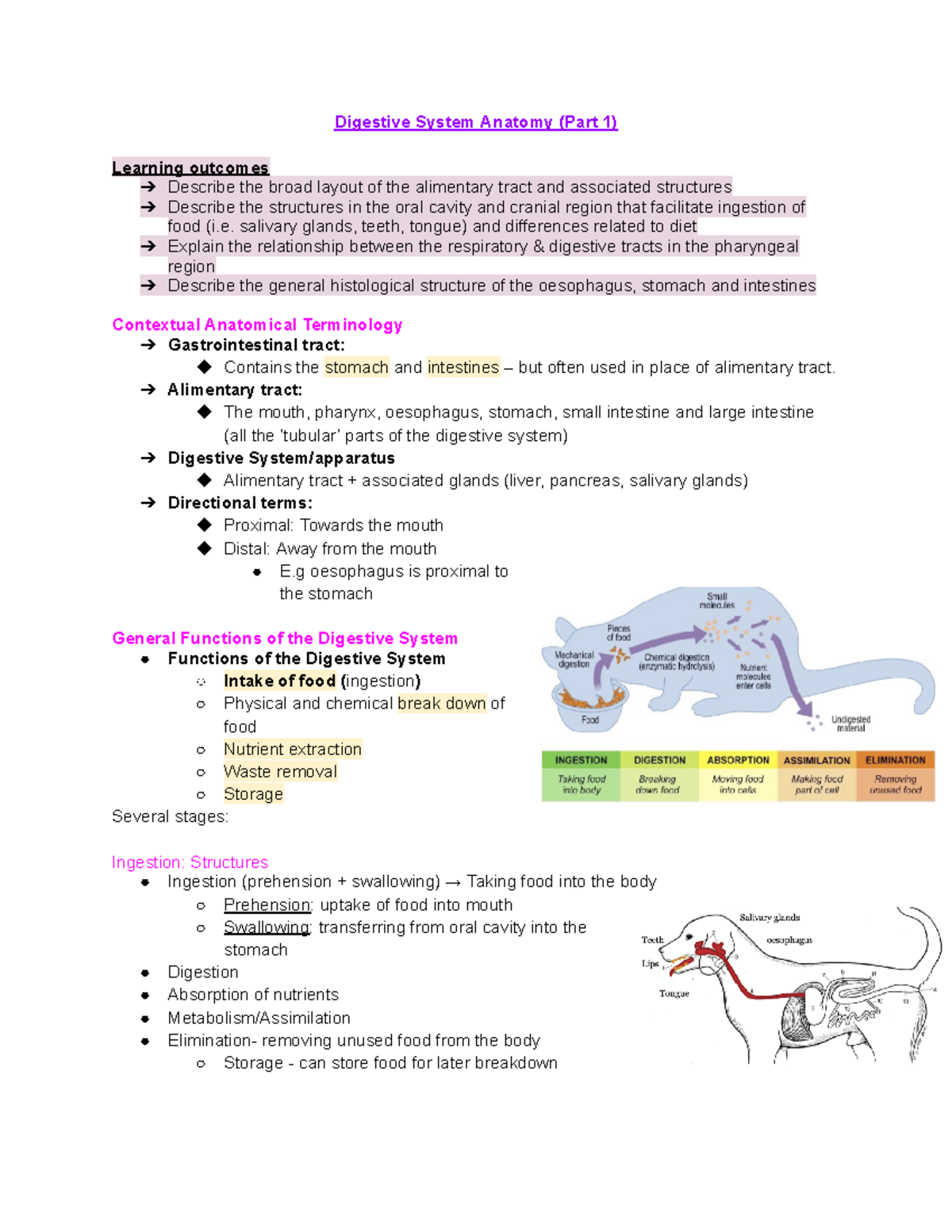 Digestive system qz1 notes - Digestive System Anatomy (Part 1) Learning ...