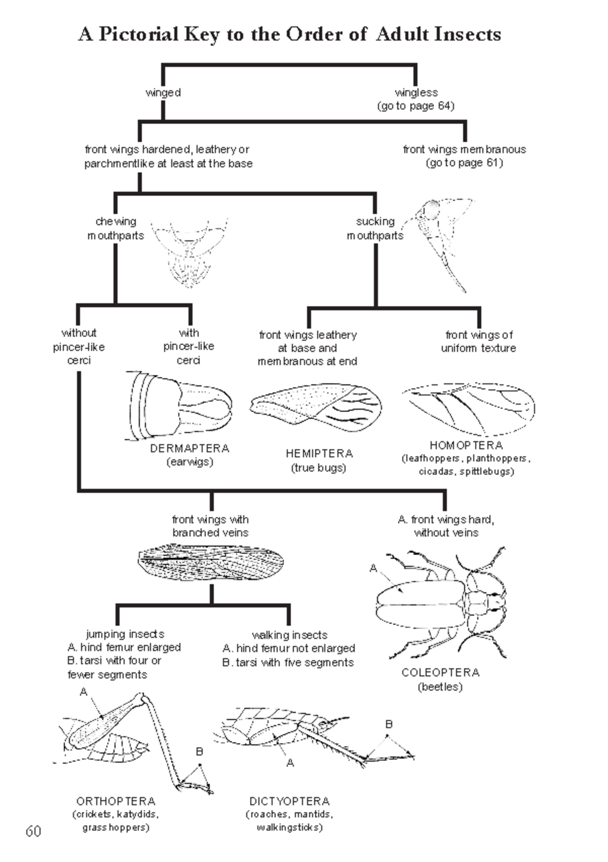 Order pictorial key - Lab Assignment - A Pictorial Key to the Order of ...