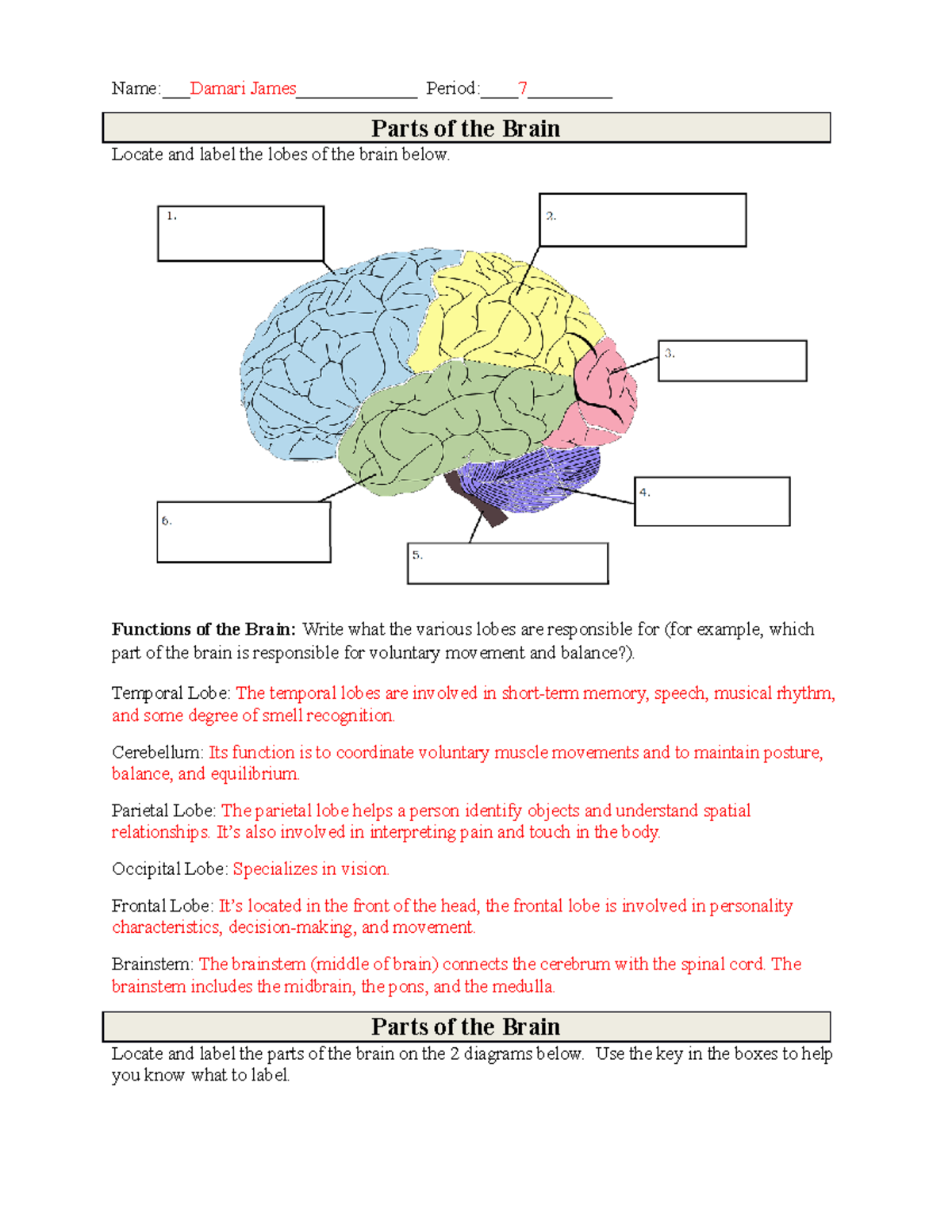 Parts of the Brain - Parts of the Brain Locate and label the lobes of ...