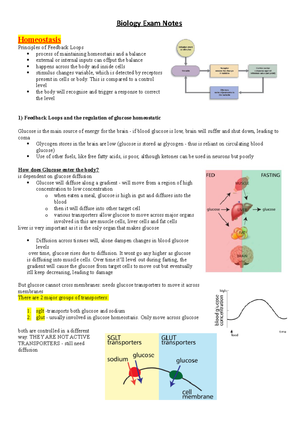 Biology Exam Notes - Biology Exam Notes Homeostasis Principles of ...