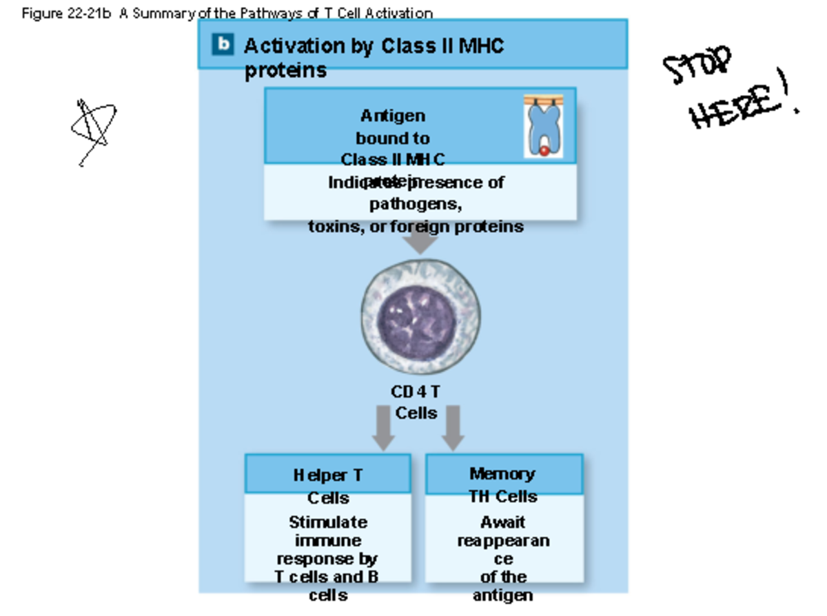 Activation by Class 2 MHC Proteins - PLN 203 - b Activation Class II ...