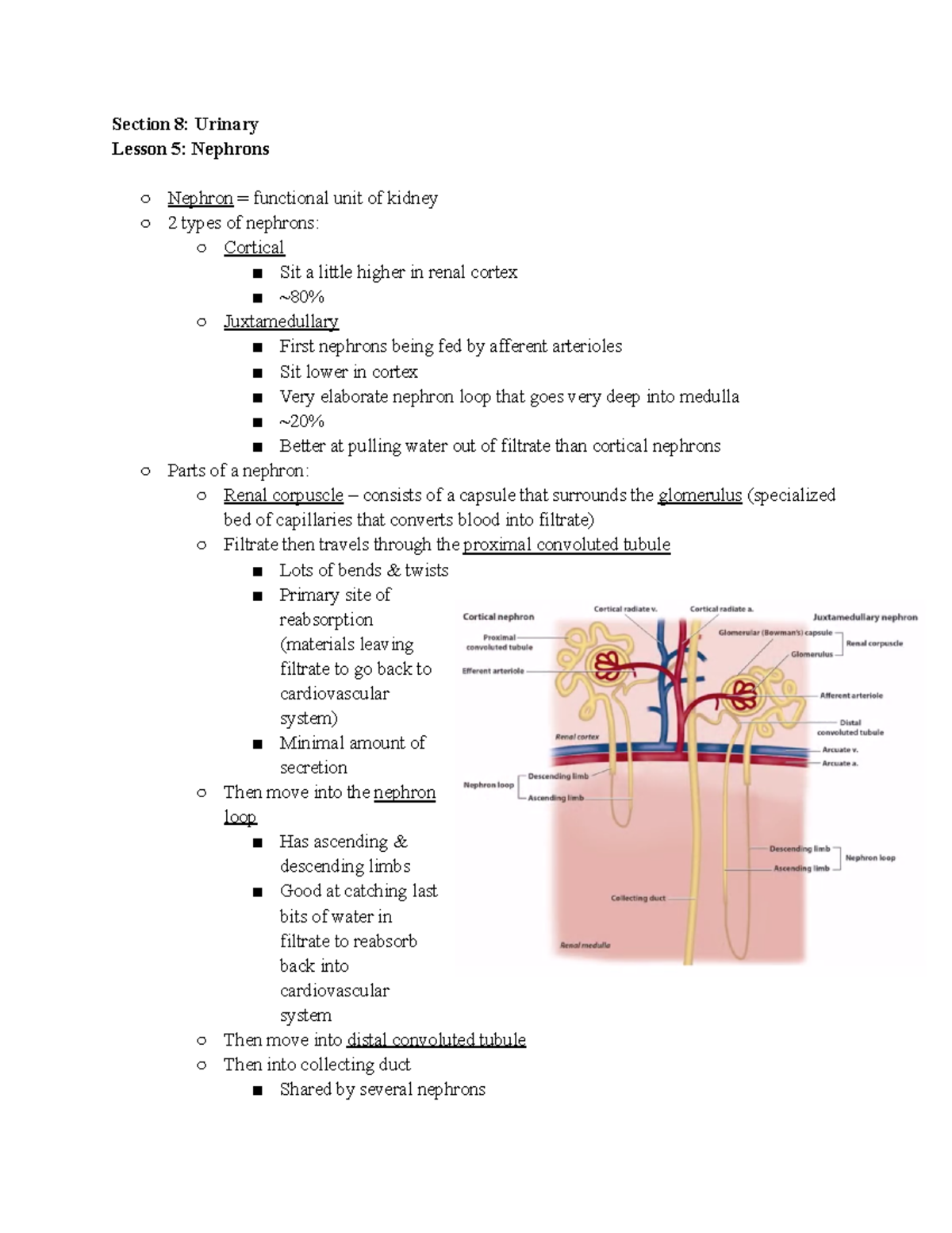 53- Nephrons - Section 8: Urinary Lesson 5: Nephrons Nephron ...