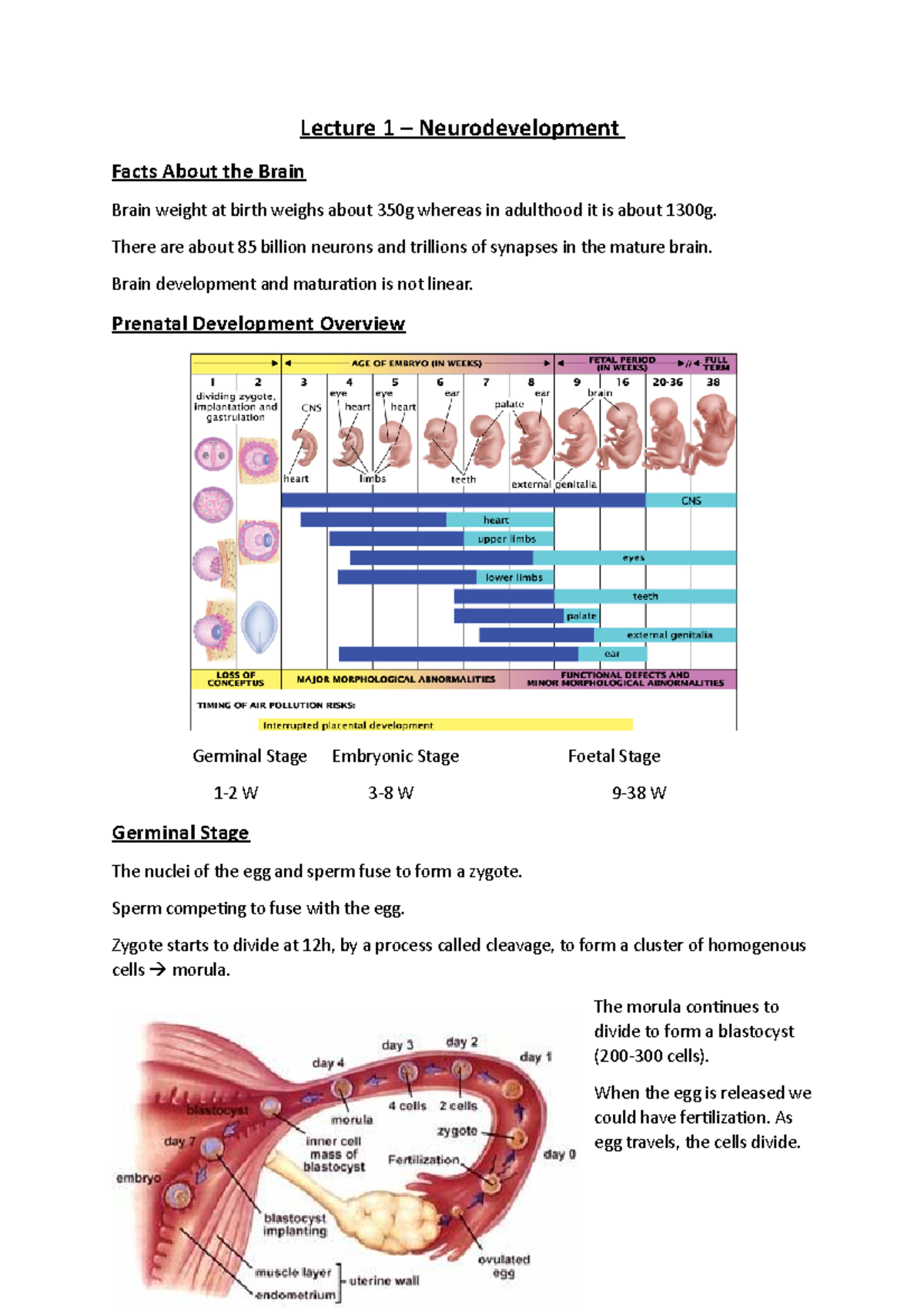 Week 1 lecture 1 - neurodevelopment - Lecture 1 – Neurodevelopment Facts About the Brain Brain ...