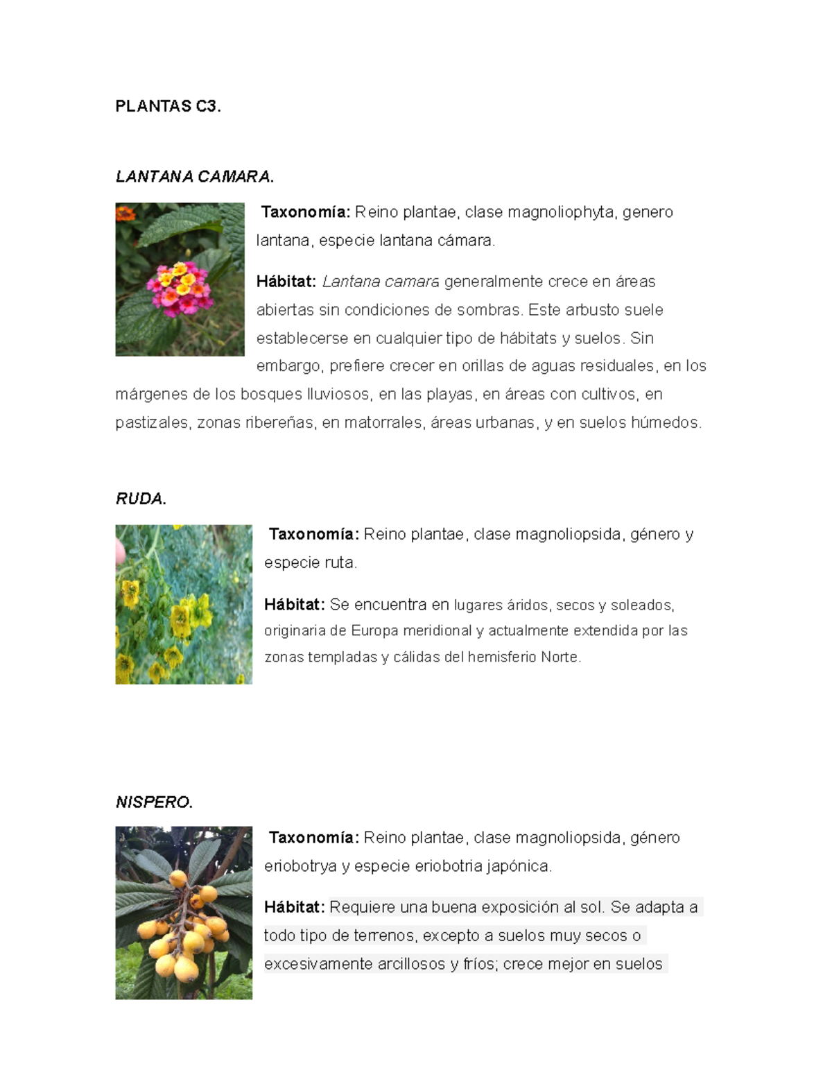 Plantas C3 - Fotosintesis - PLANTAS C3. LANTANA CAMARA. Taxonomía ...
