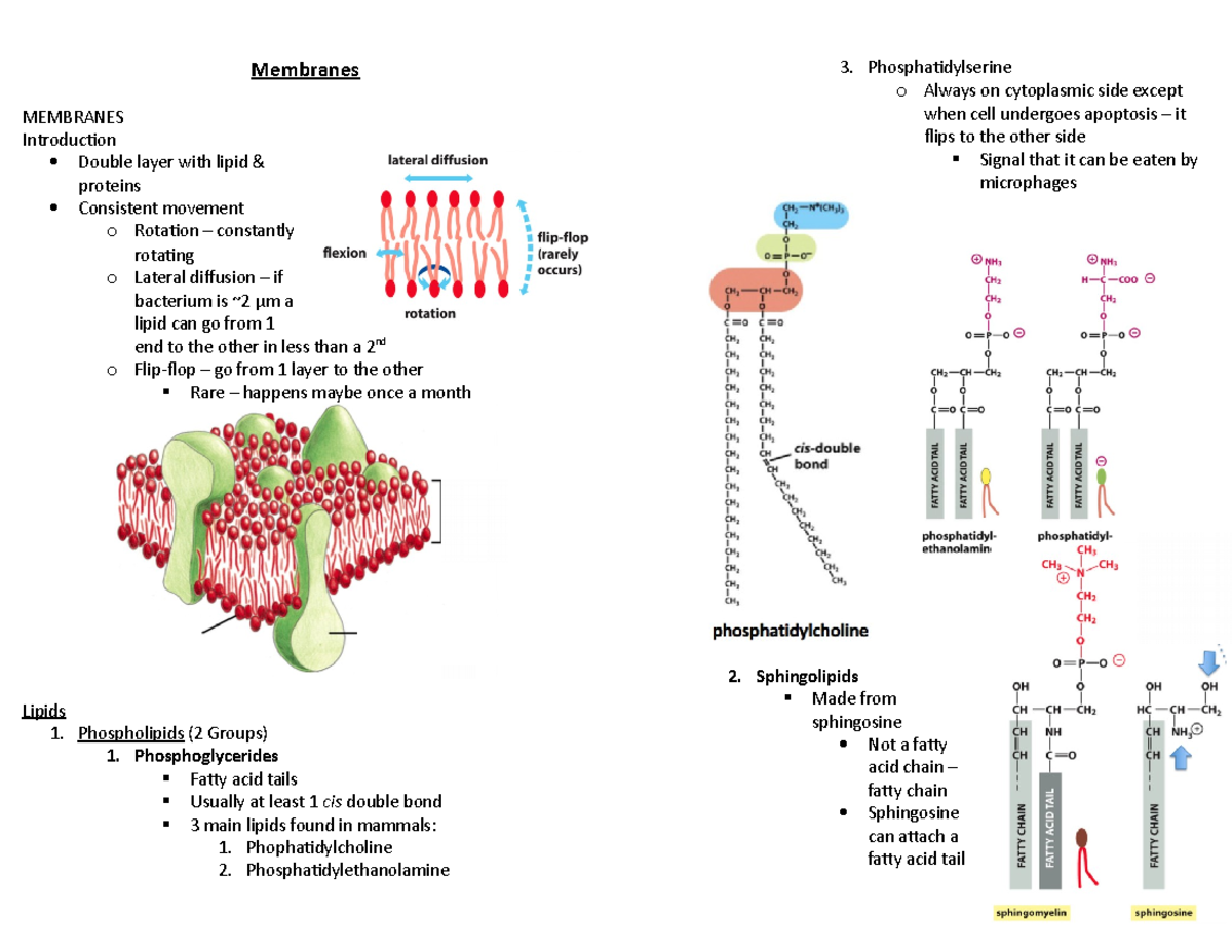 Membranes (Lipids, Membrane Proteins, Mobility of Lipids & Proteins ...